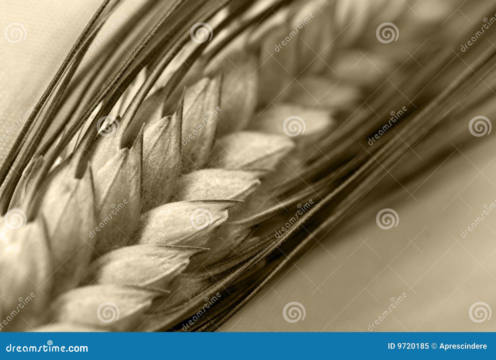Wheat eat stock image. Image of health, reaping, gain - 9720185