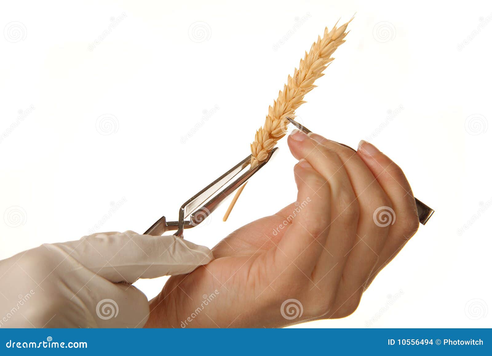 Wheat experiments stock photo. Image of organism, pharmacy - 10556494