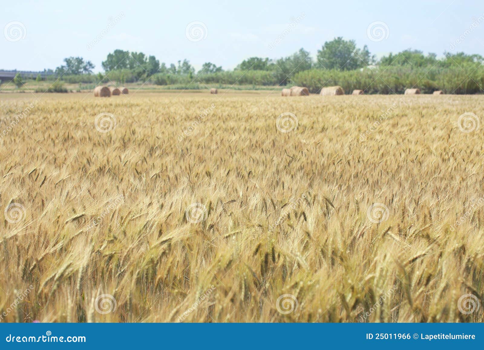 Wheat farm stock photo. Image of cloud, blue, grain, gold - 25011966