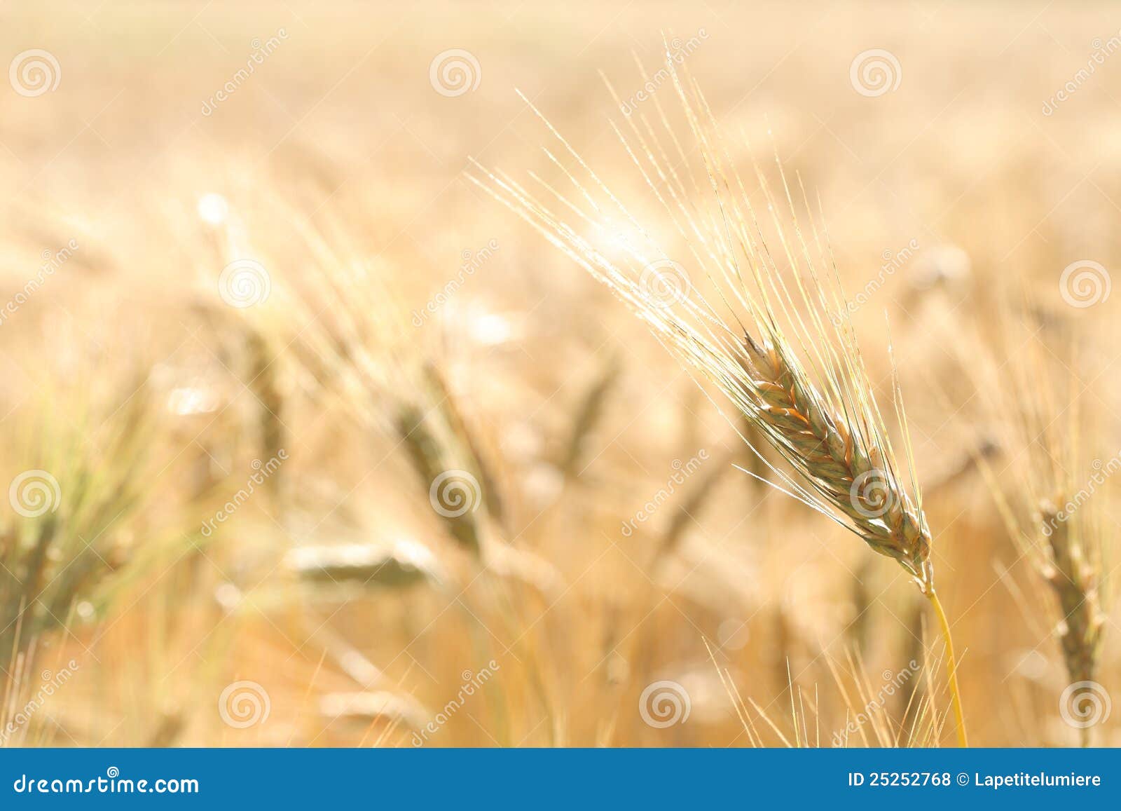 A Close Up View of Ripe Wheat, with Background of Wheat Field Stock ...