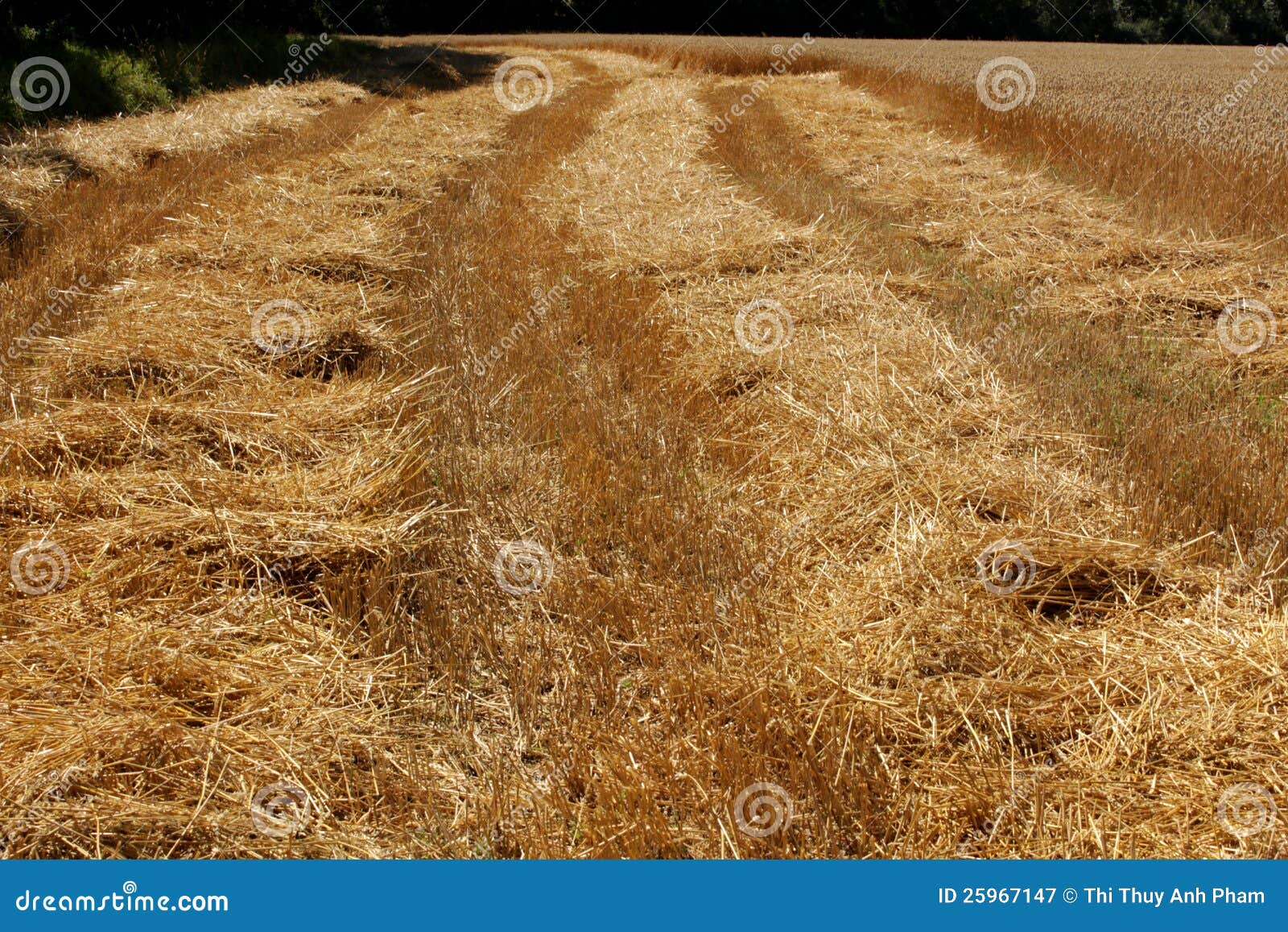 Wheat farm stock image. Image of country, leaden, crop - 25967147