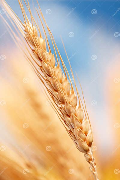 Wheat in the farm stock photo. Image of ingredient, farm - 26180346