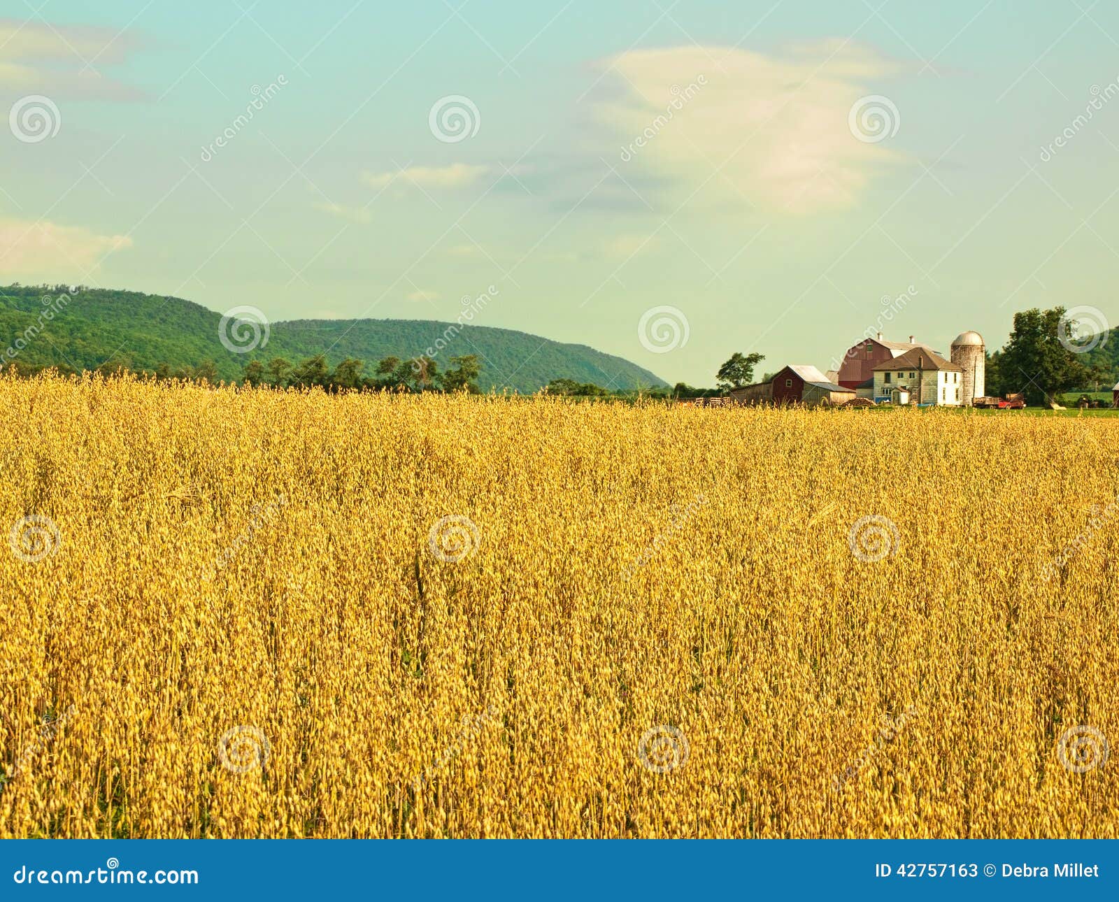 Wheat farm stock image. Image of field, crops, barn, industry - 42757163