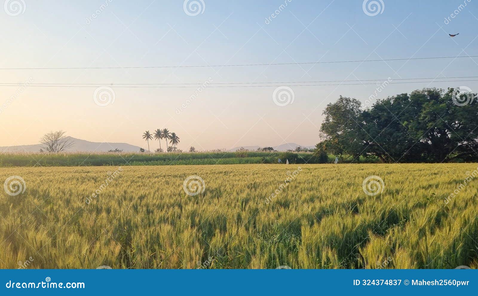 Wheat Farm at Dusk in the India Stock Image - Image of grassland, grain ...
