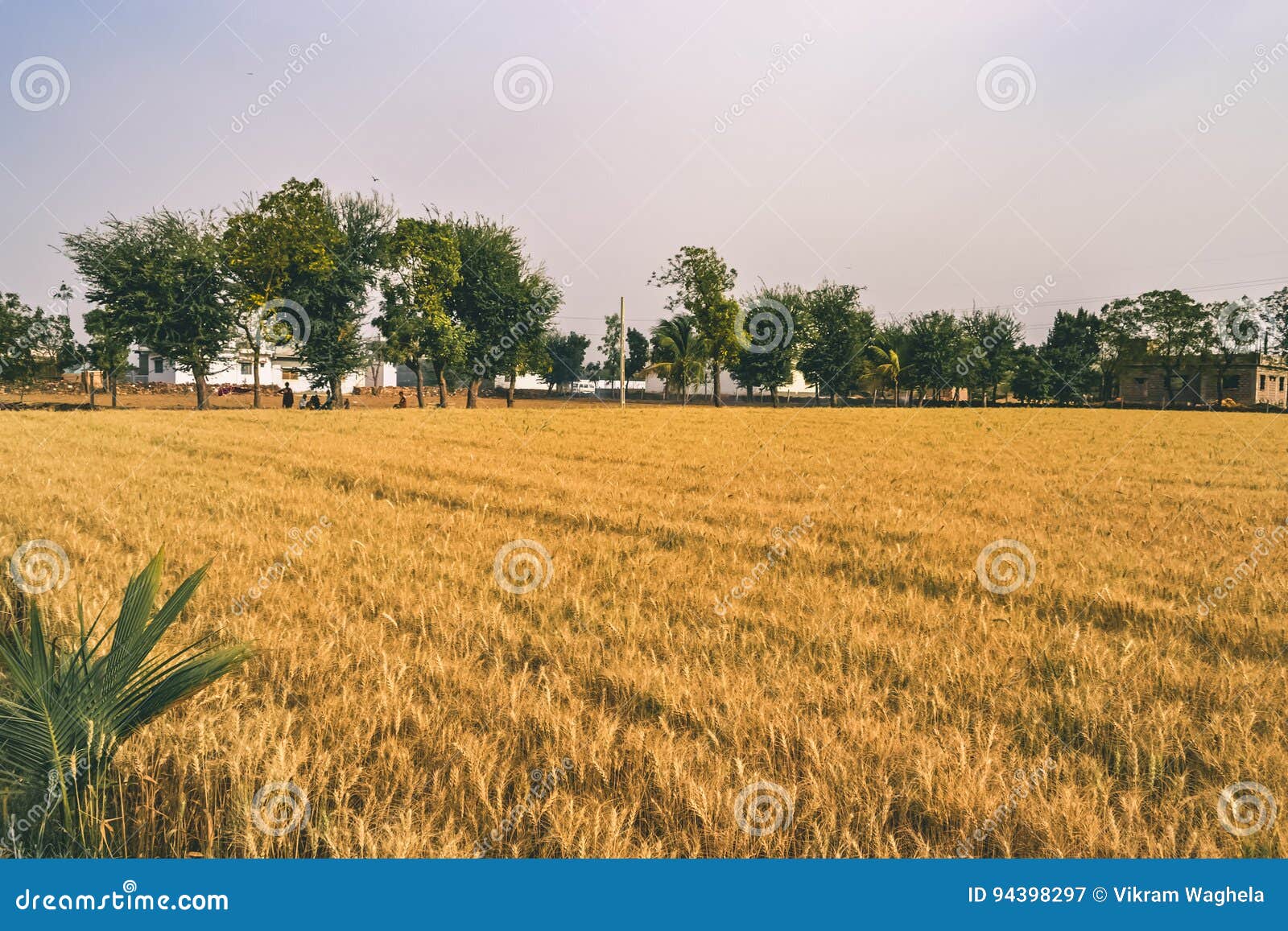 Wheat Farm stock image. Image of grass, summer, plant - 94398297
