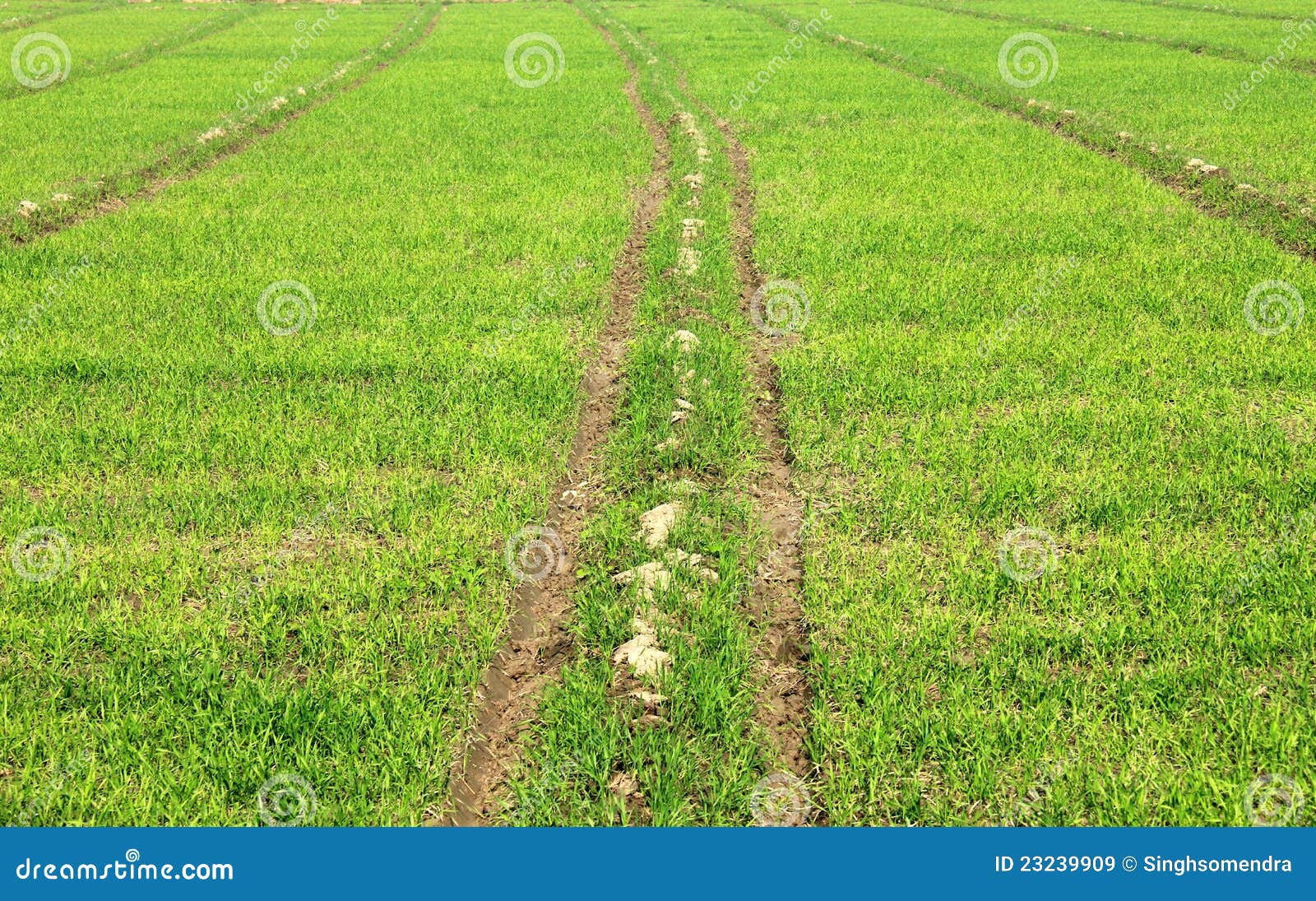 Wheat Farm/field on a Bright Sunny Day Stock Image - Image of ...