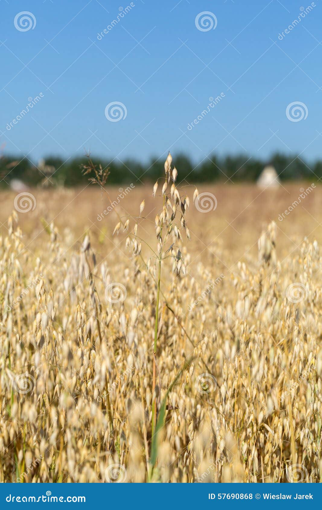 Wheat in a farm field stock photo. Image of plant, agriculture - 57690868