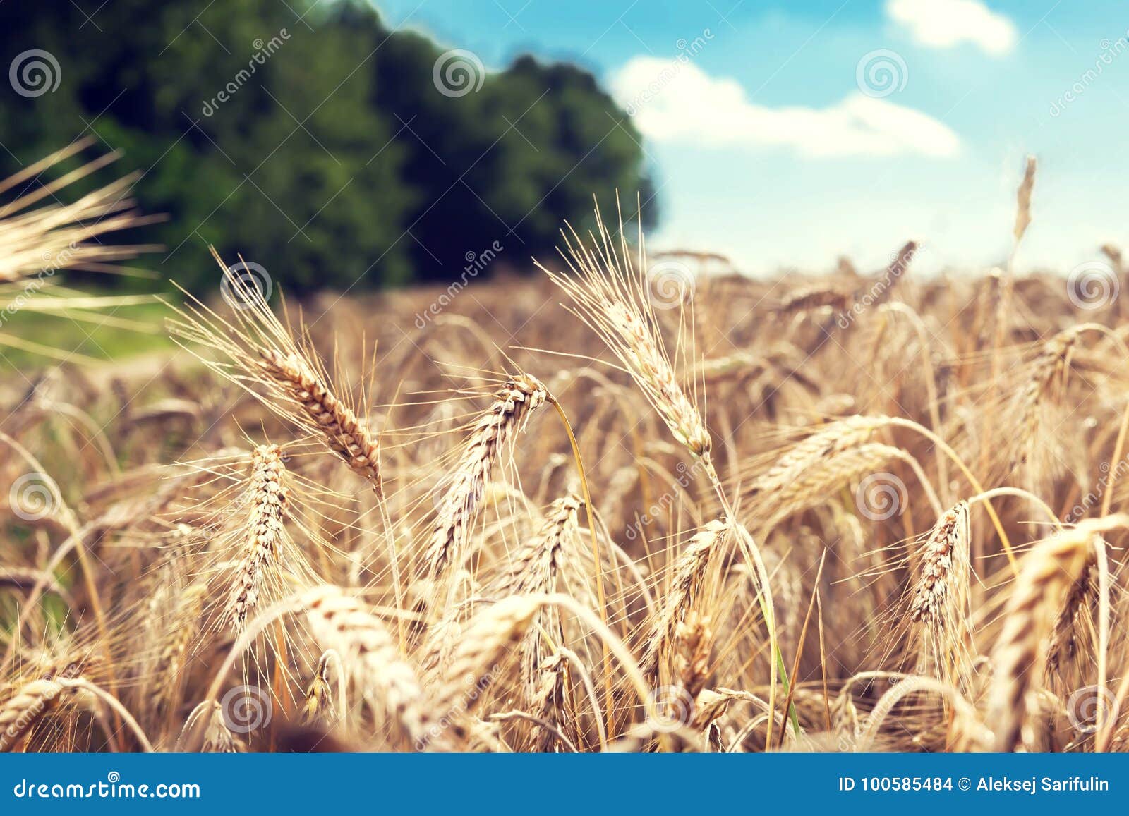 Wheat on farm field stock photo. Image of crop, agriculture - 100585484
