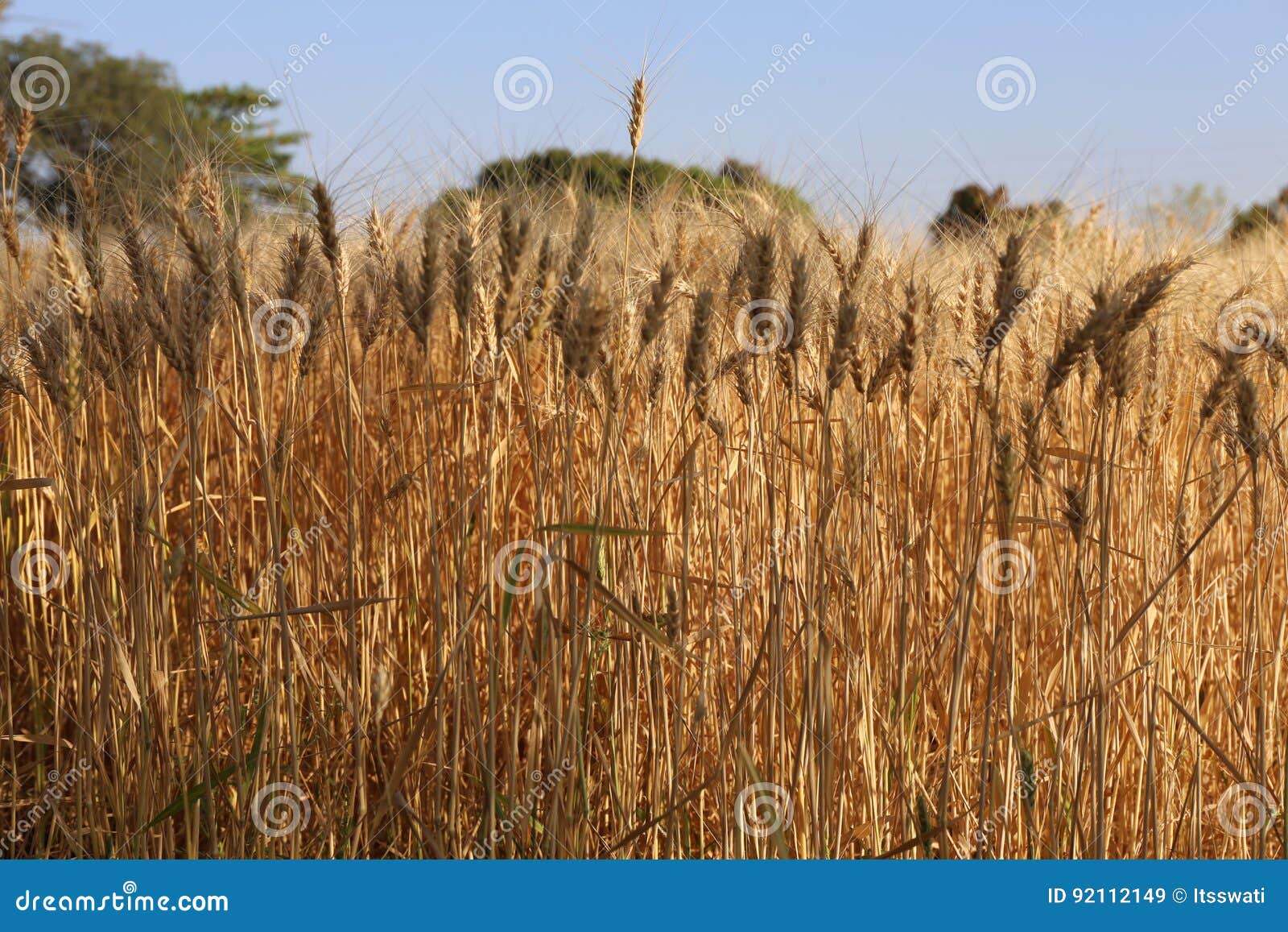 Wheat farm stock image. Image of crops, singletree, asia - 92112149