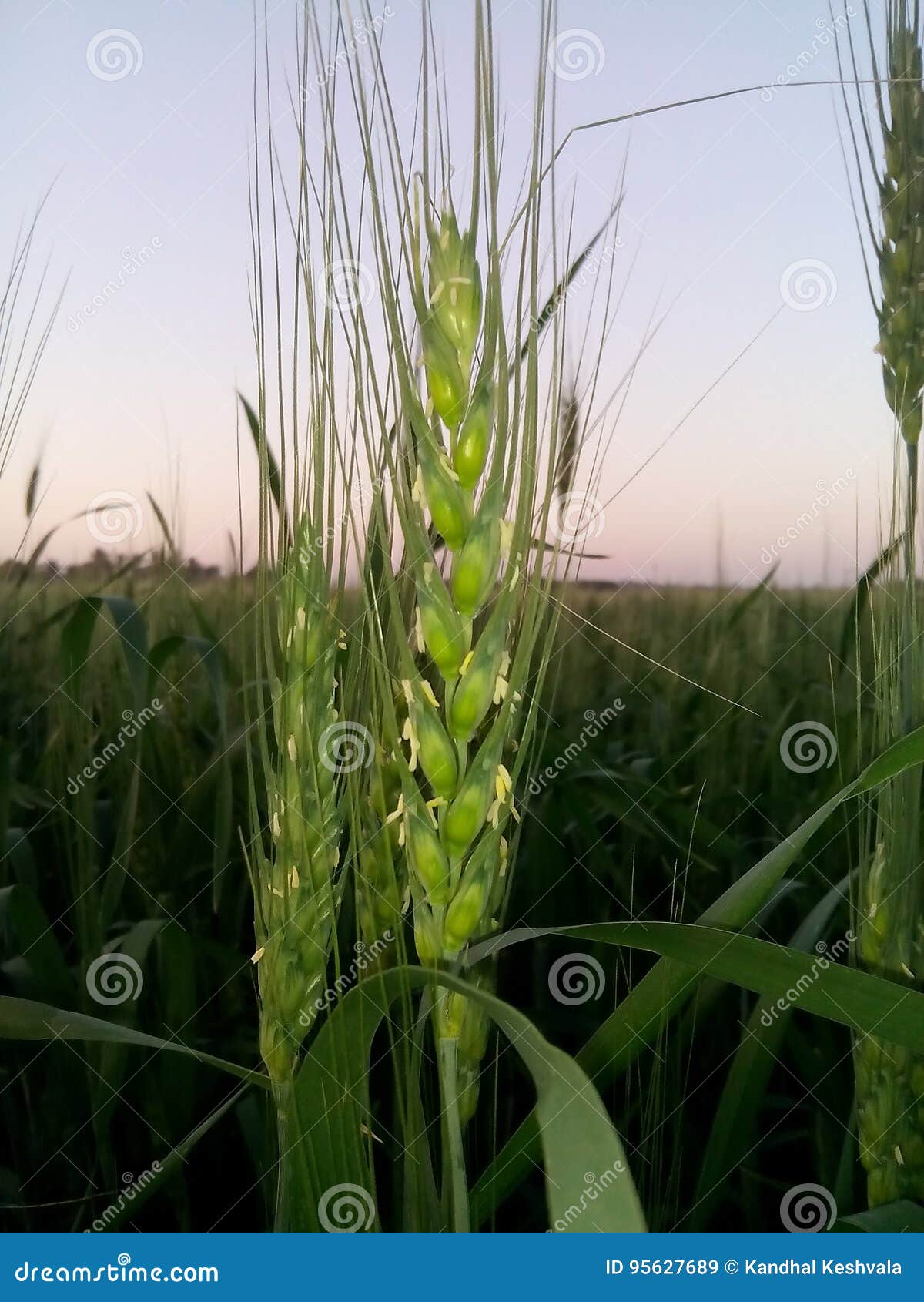 Wheat farm. stock image. Image of wheat, green, farm - 95627689