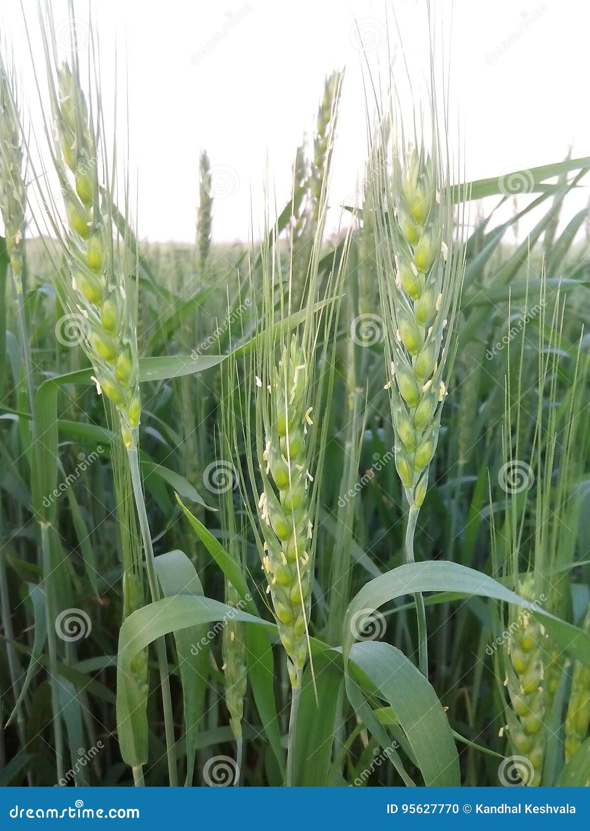 Wheat farm. stock photo. Image of crop, emmer, beautiful - 95627770