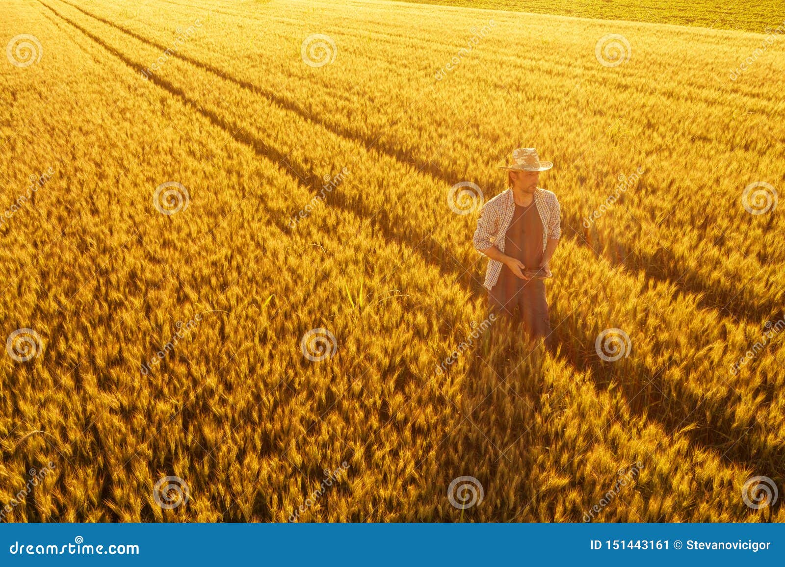 Wheat Farmer Using Drone Remote Controller In Wheatgrass Field, Aerial ...