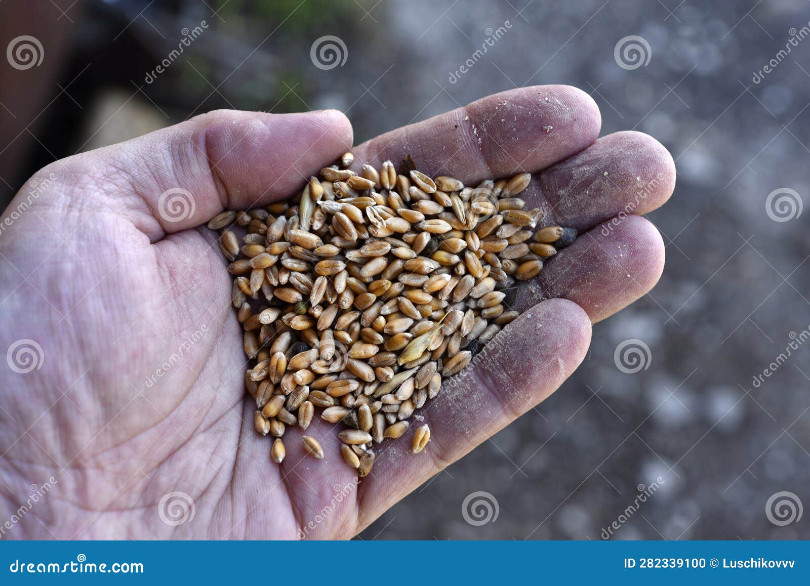 Wheat in the Farmer& X27;s Hand. Grain in Hand Stock Photo - Image of ...