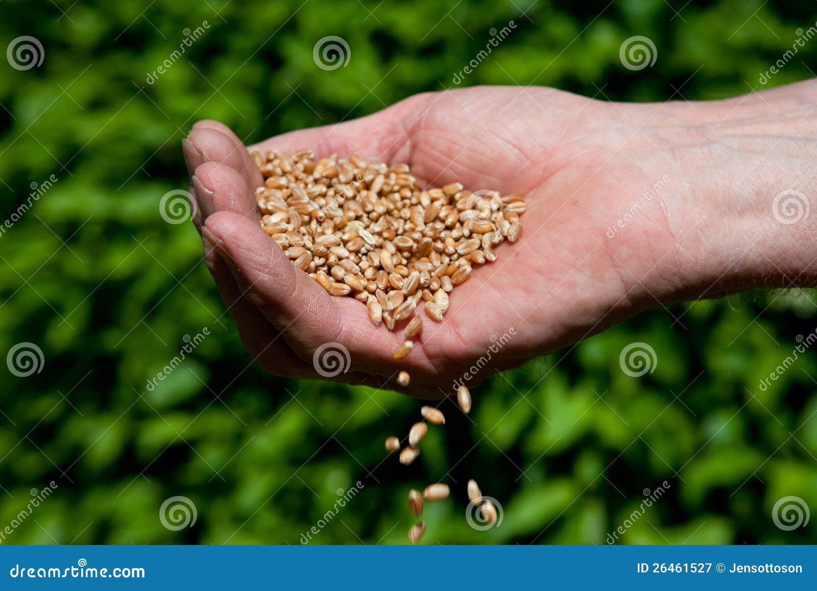 Wheat in Farmers hand stock image. Image of hand, finger - 26461527