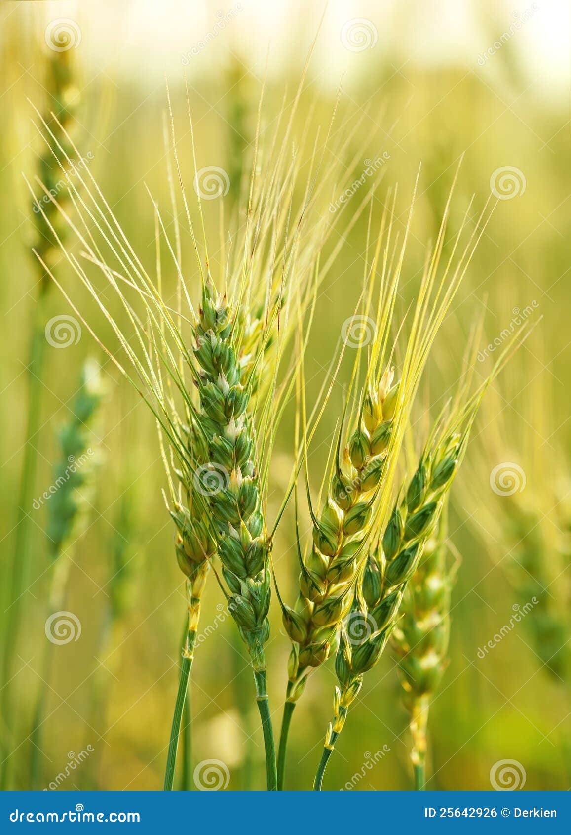 Wheat farming stock photo. Image of green, spring, farming - 25642926