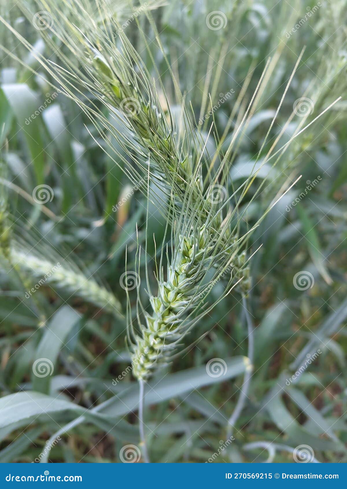 Wheat Farming and Agriculture Stock Image - Image of shrub, branch ...