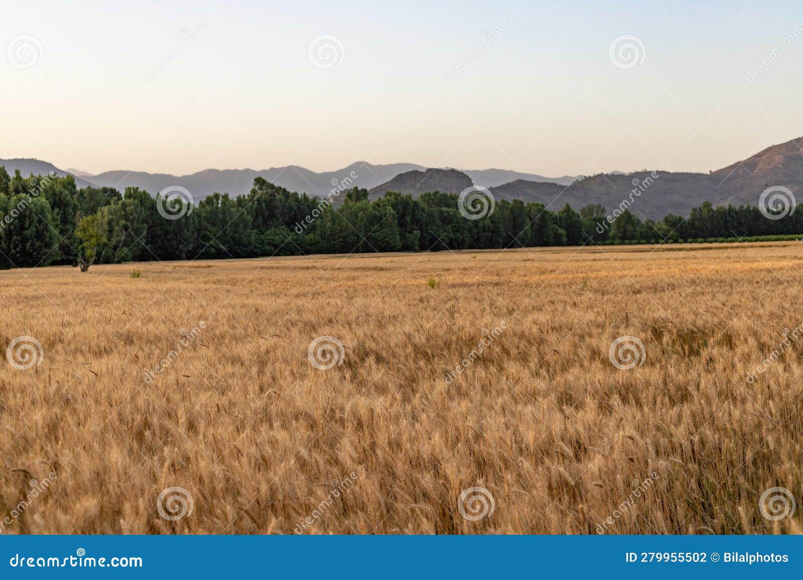 Wheat Farming in the Countryside of Pakistan Stock Photo - Image of ...