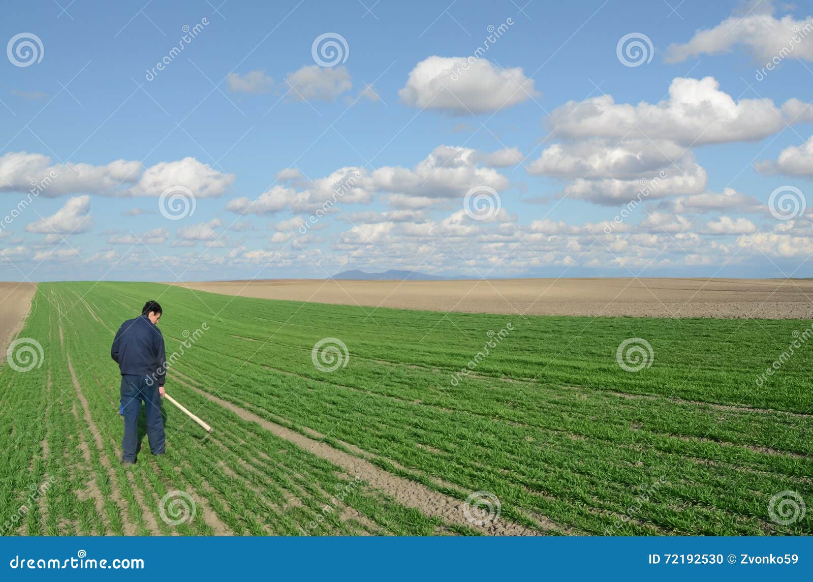 Wheat farming stock photo. Image of fieldwork, cultivating - 72192530