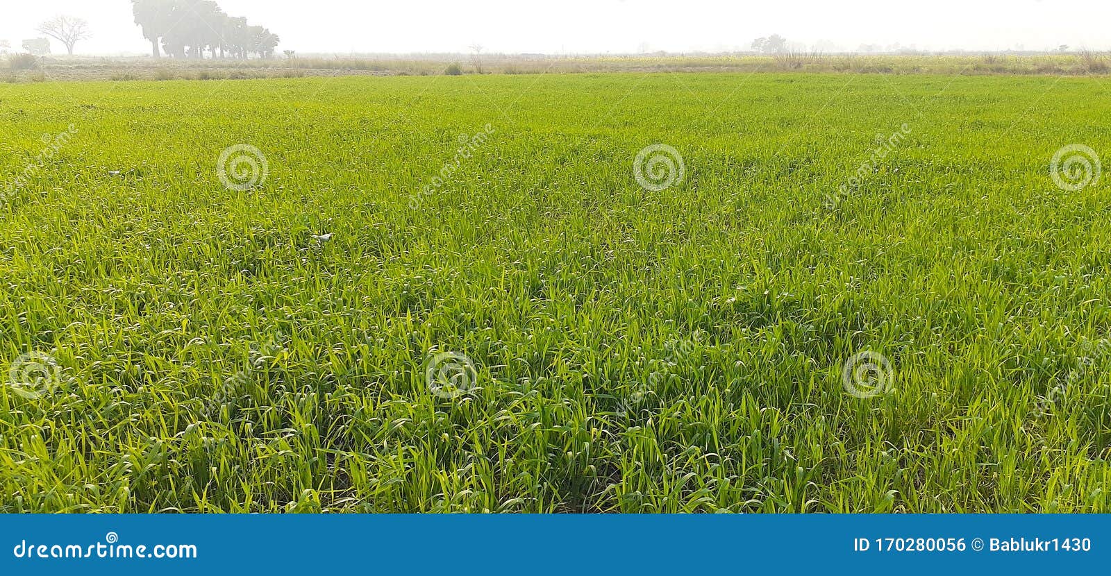 Wheat Farming in India. the Farmer of India is Very Hardworking Stock ...