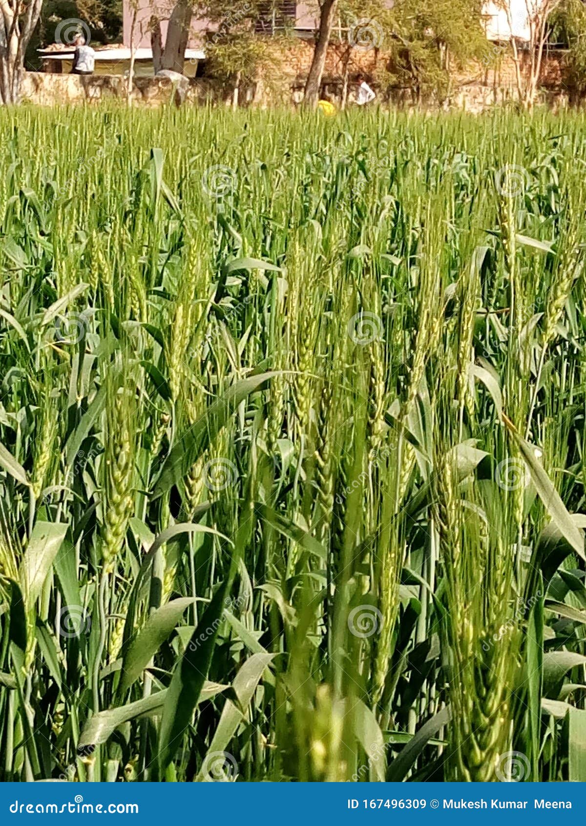 Wheat Farming Land , Long Wheat Bali. Stock Image - Image of farming ...