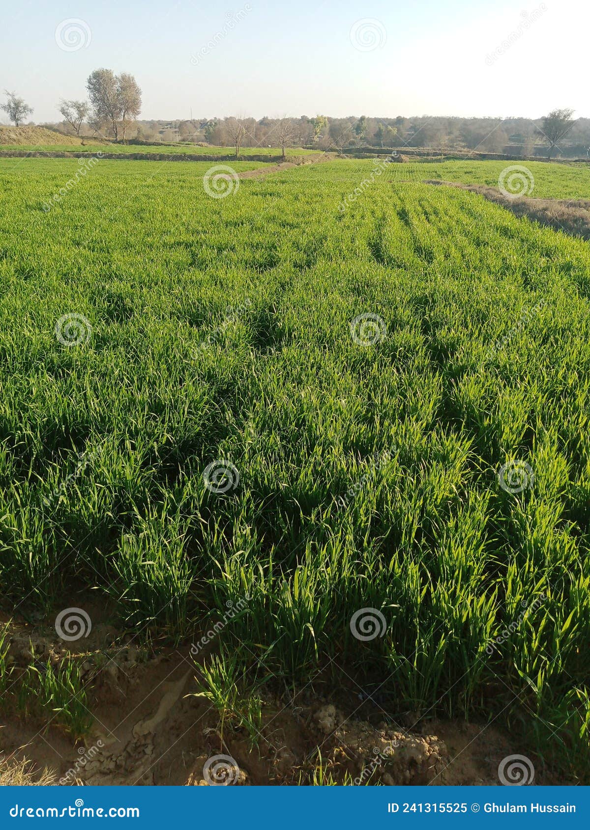 Wheat Farms Natural Greenery Stock Image - Image of agriculture ...