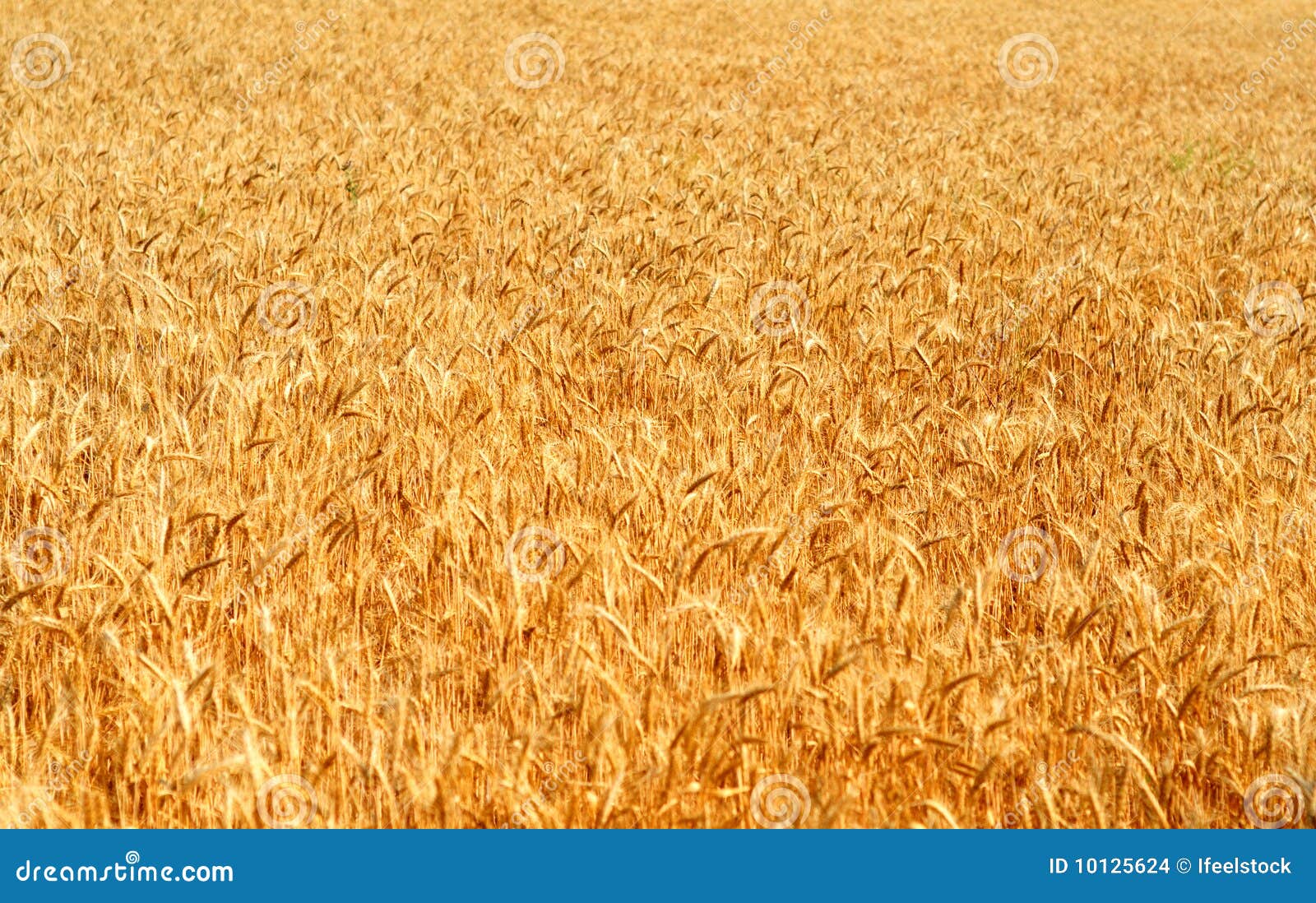 Wheat field agriculture stock photo. Image of detail - 10125624
