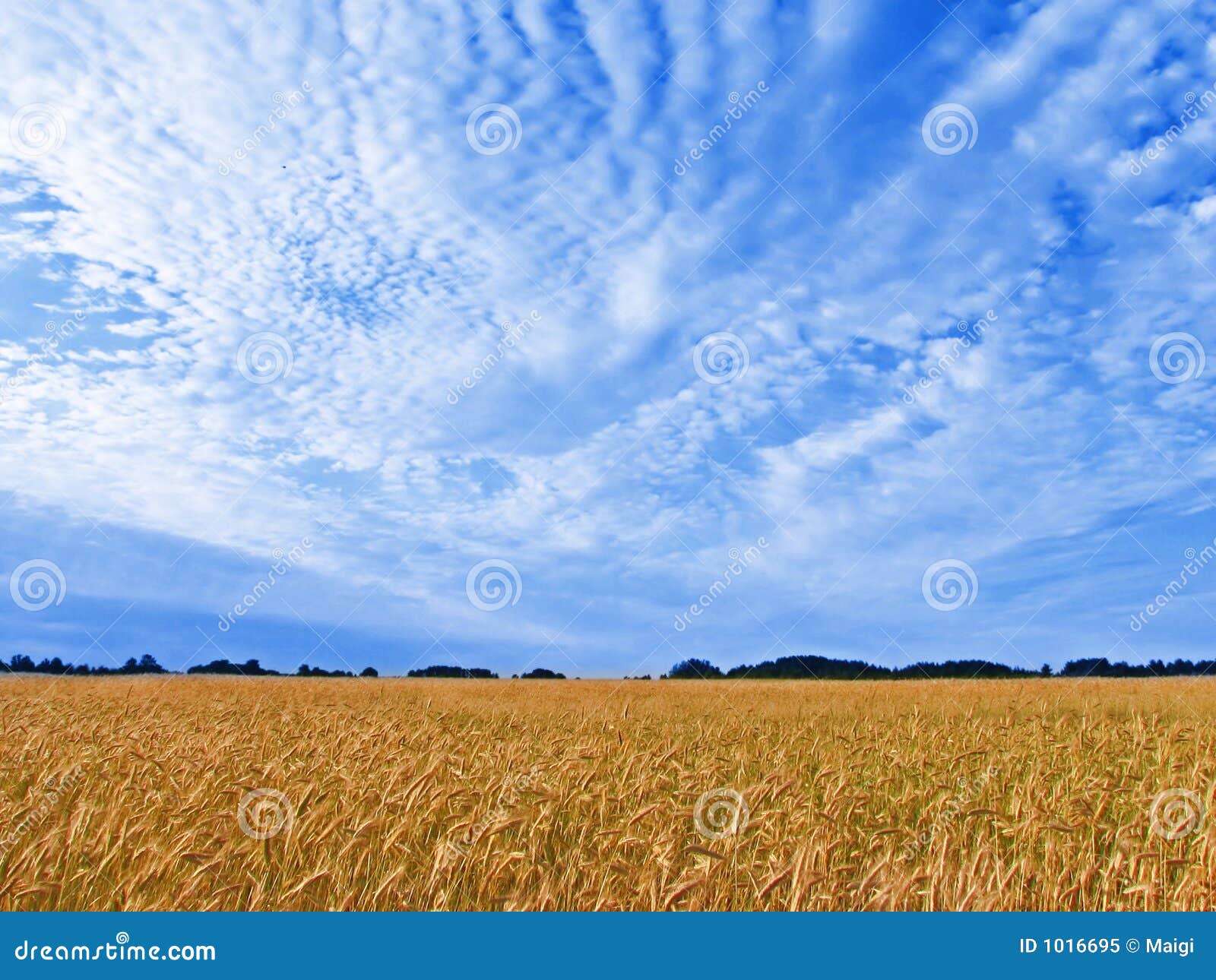 Wheat field stock image. Image of harvest, summer, landscape - 1016695