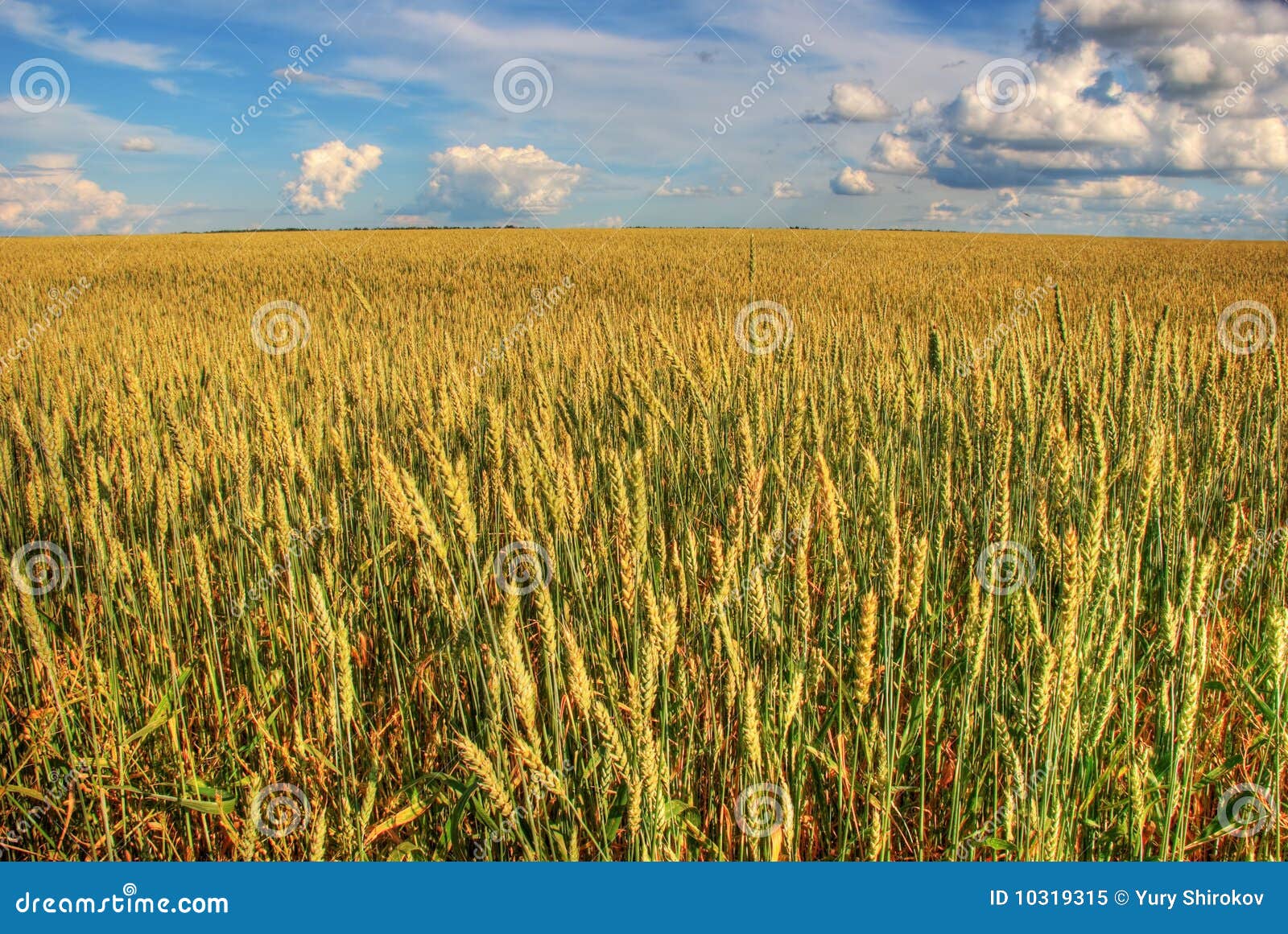 Wheat field stock image. Image of straw, nature, horizon - 10319315
