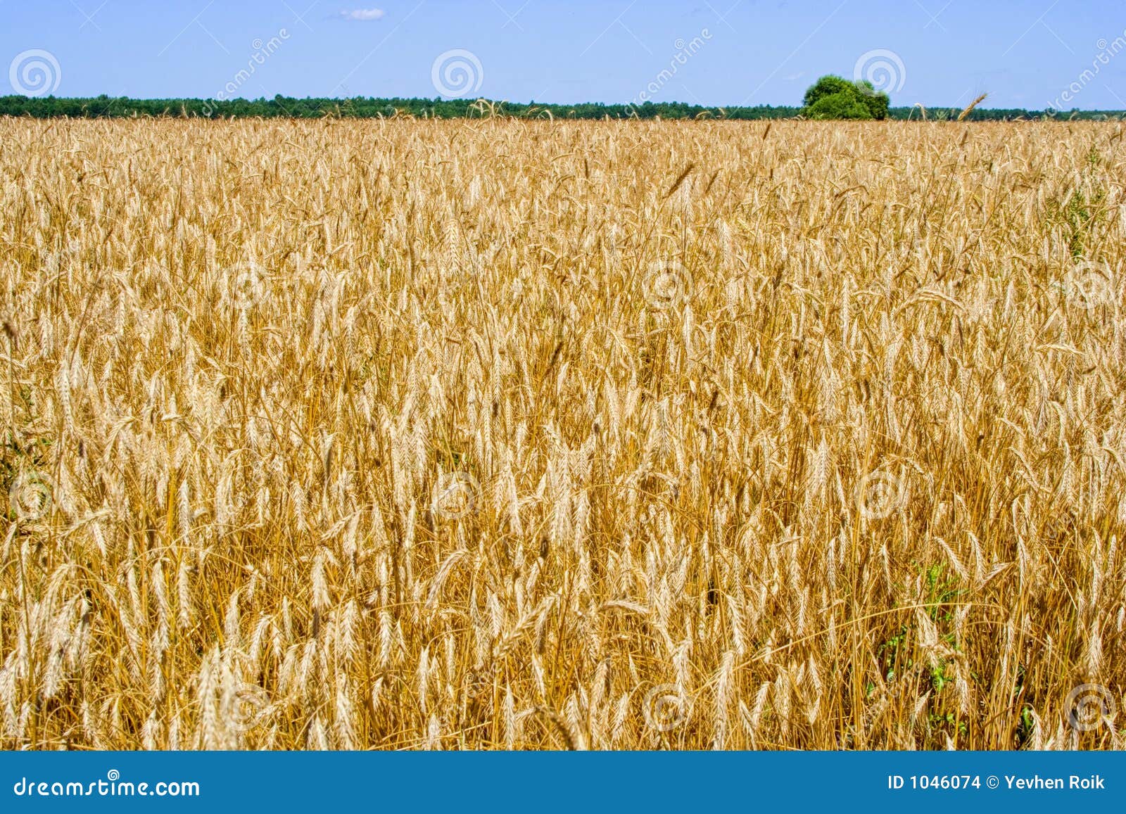 Wheat field stock photo. Image of wheatfield, close, rurally - 1046074