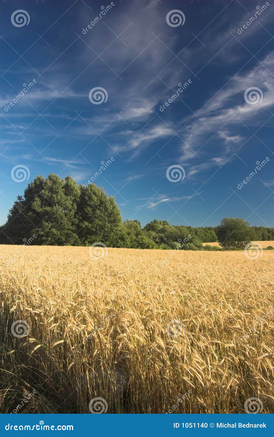 Wheat field stock photo. Image of grass, healthy, seasonal - 1051140