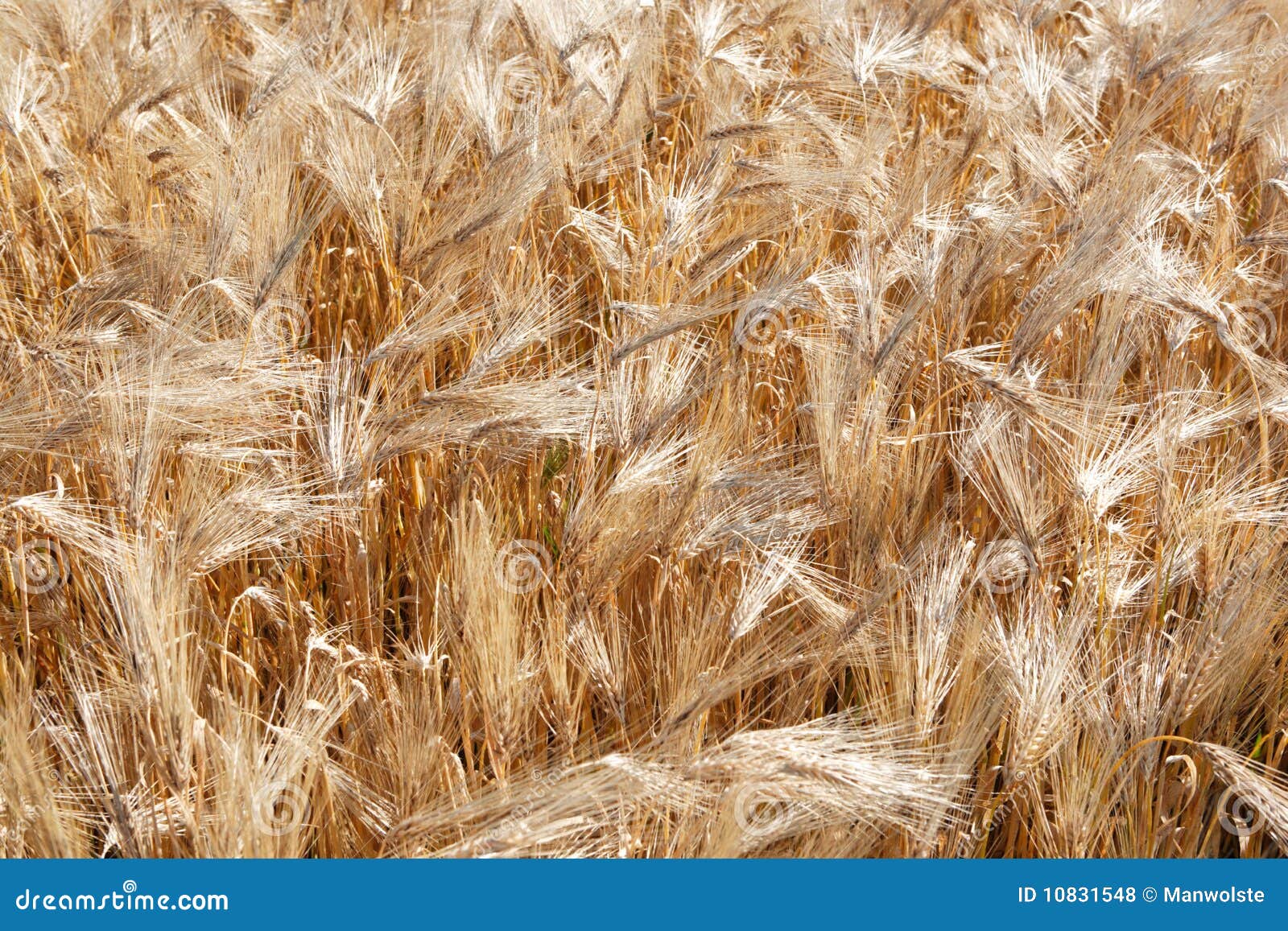 Wheat field stock photo. Image of wheat, ripe, texture - 10831548