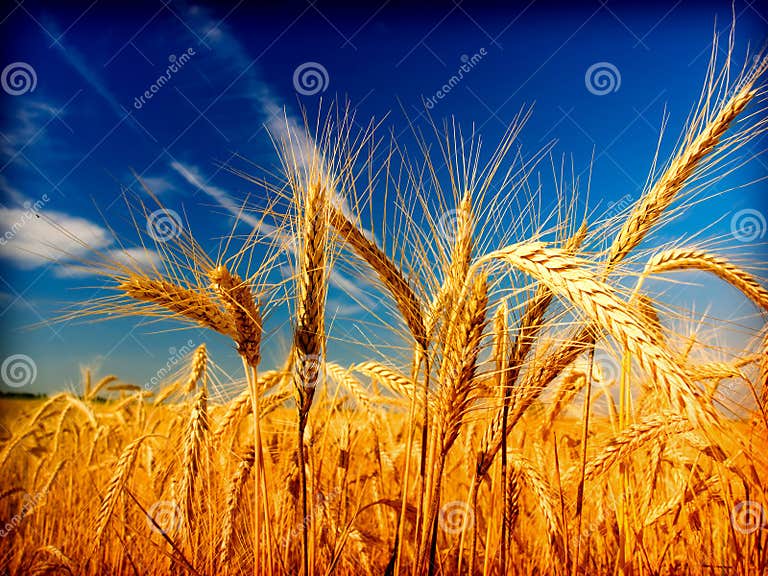 Wheat field stock image. Image of agriculture, horizon - 12579811