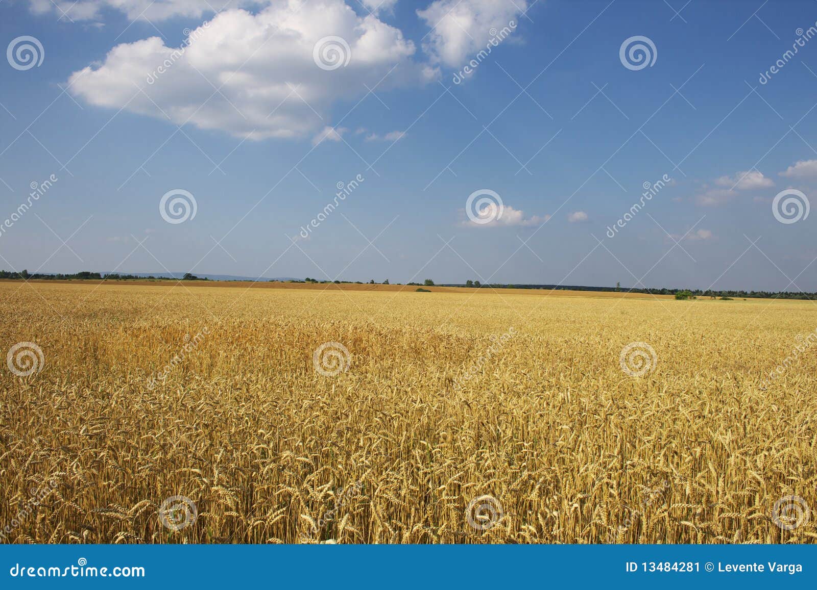 Wheat field. stock image. Image of rural, crop, bale - 13484281