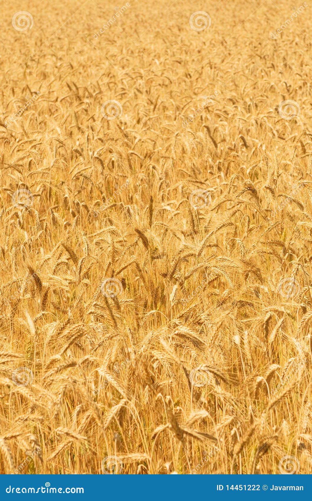 Wheat field stock photo. Image of golden, food, grain - 14451222