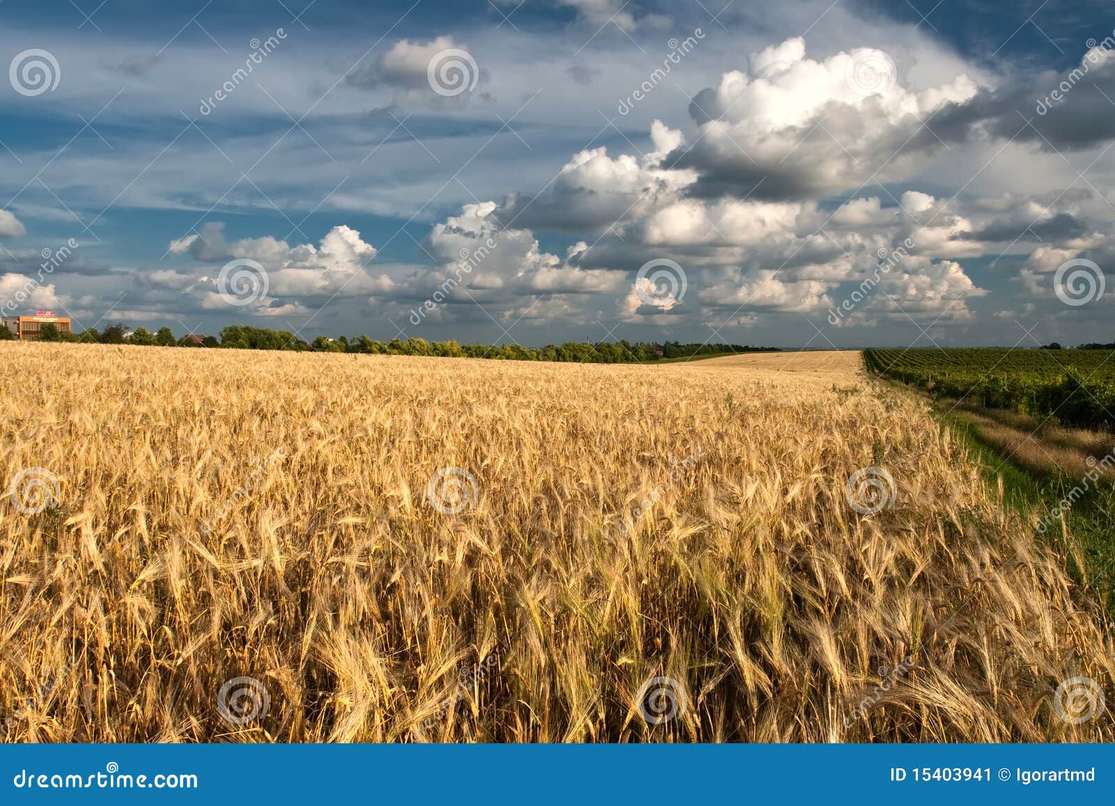 Wheat field stock image. Image of gold, field, color - 15403941