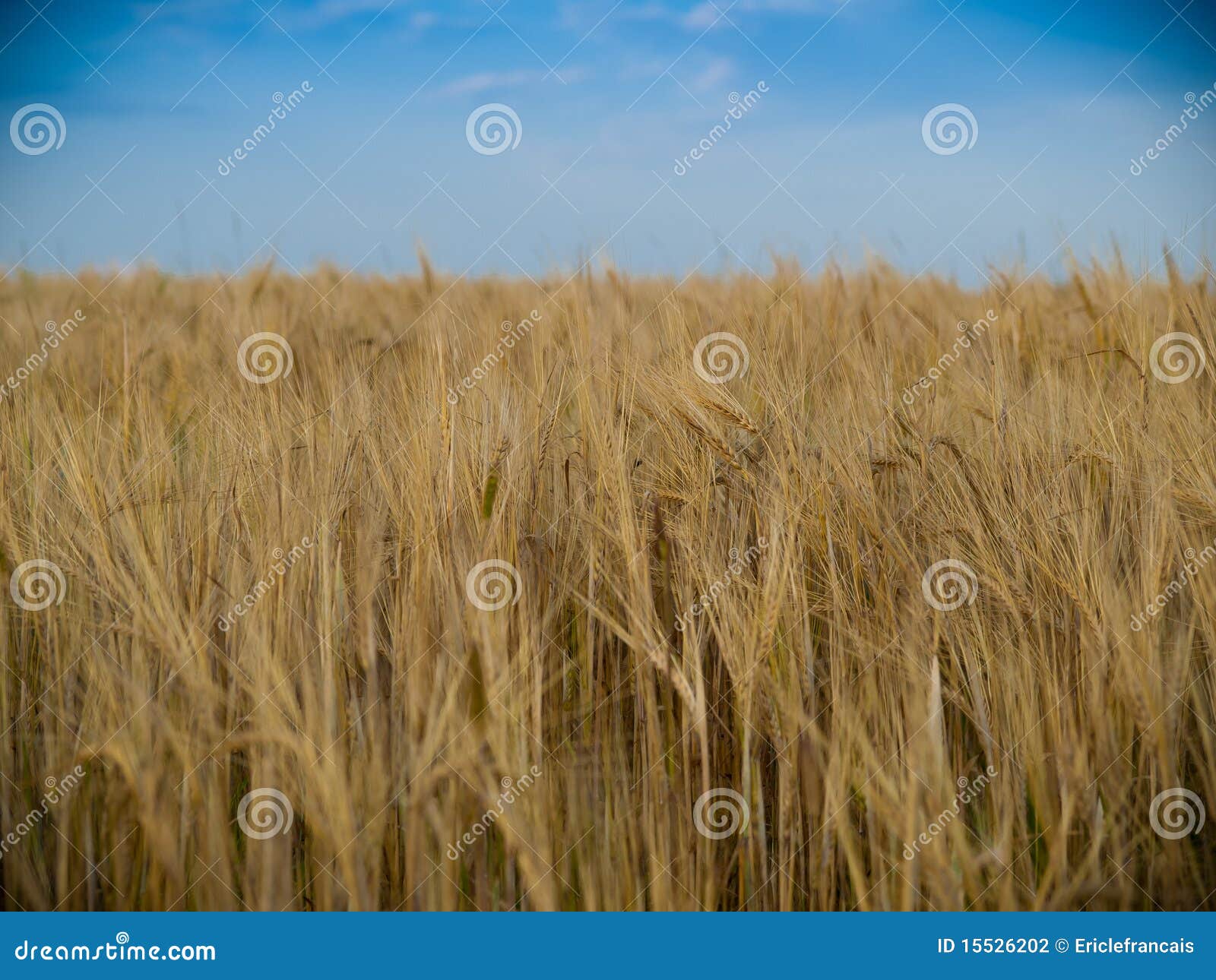 Wheat field stock photo. Image of cereals, bundle, plants - 15526202