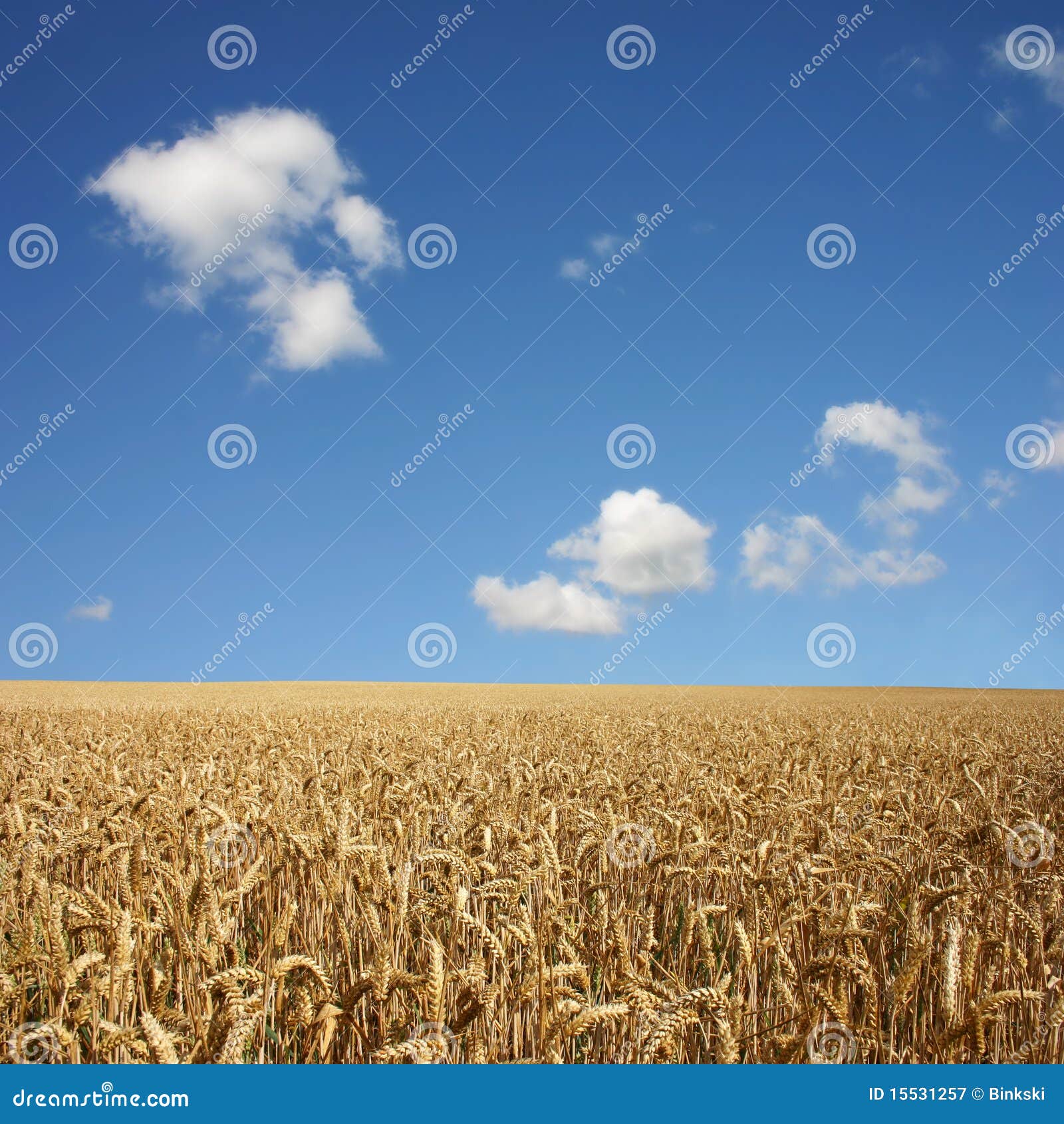Wheat Field stock image. Image of wheat, rural, plant - 15531257