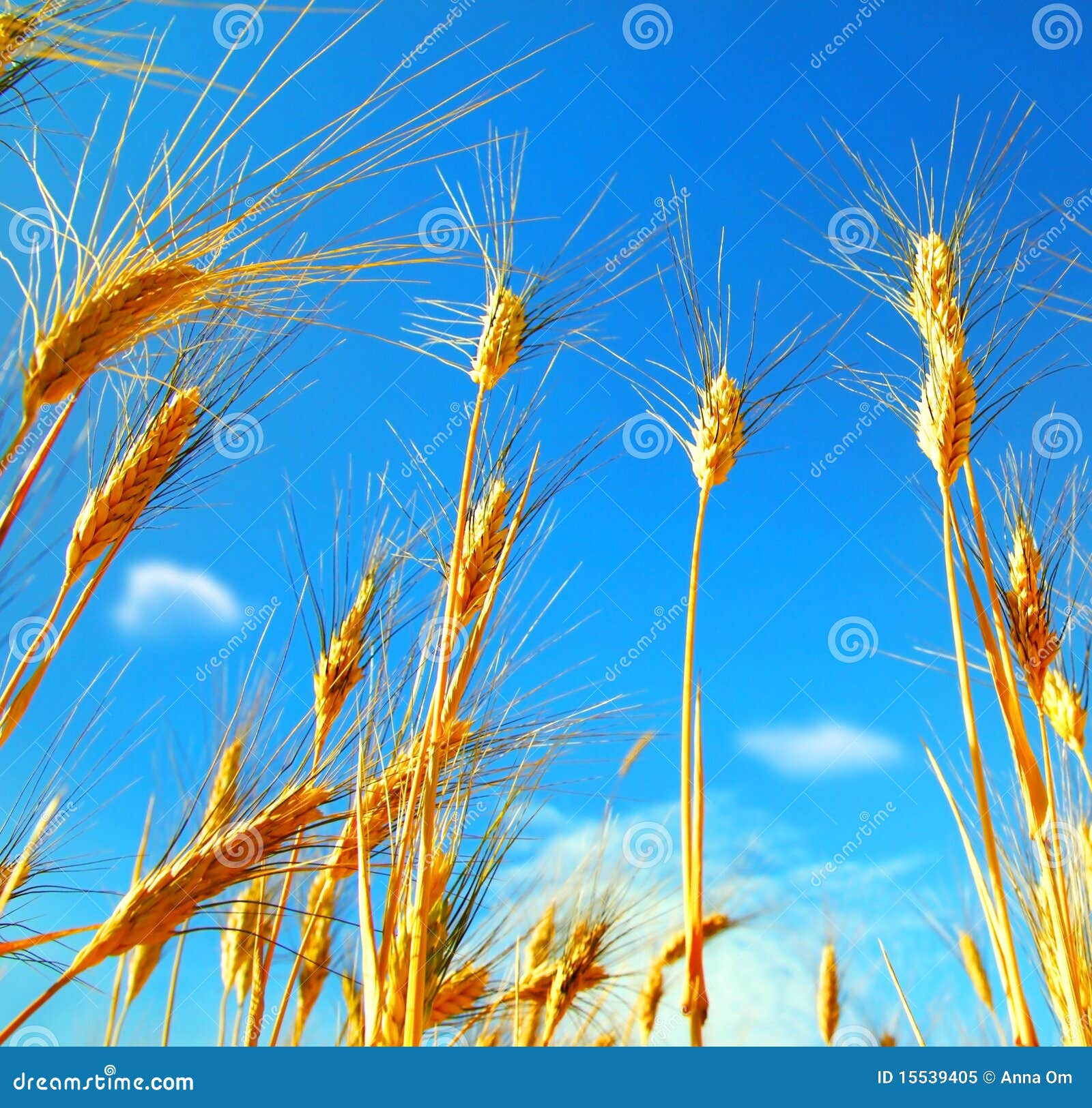 Wheat field stock image. Image of bright, beautiful, countryside - 15539405