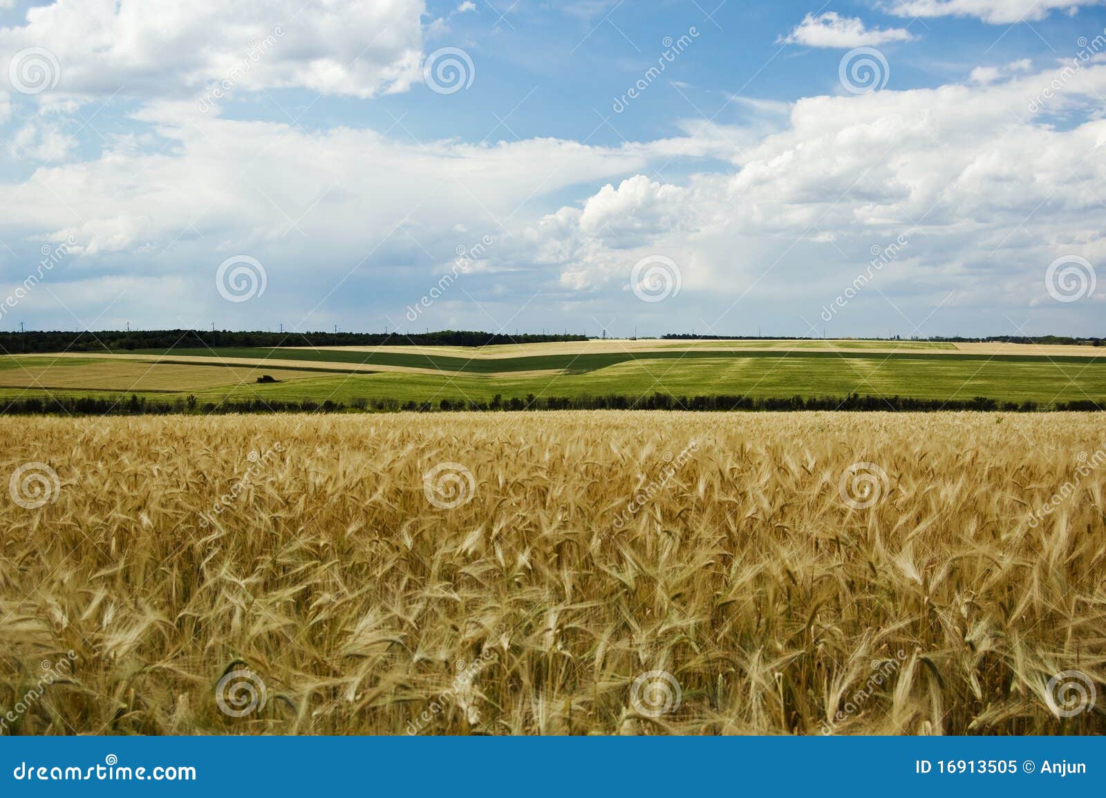 Wheat field stock image. Image of landscape, raise, clouds - 16913505