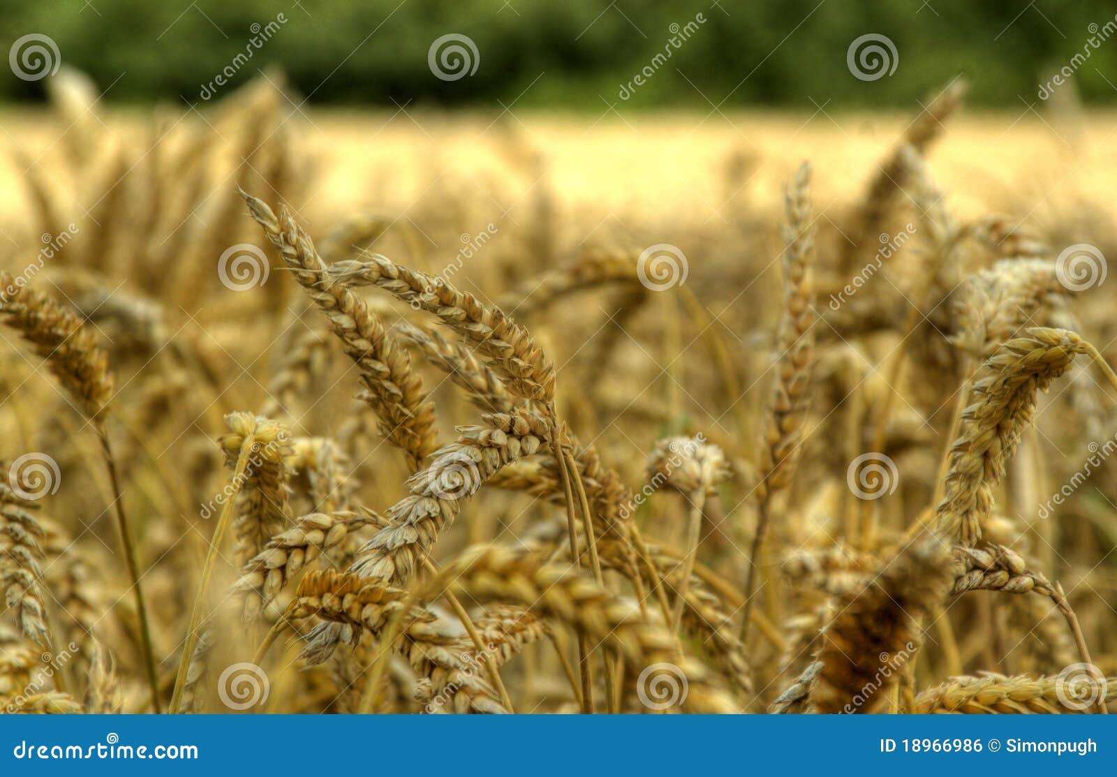 Wheat Field stock photo. Image of farmland, barley, ecology - 18966986