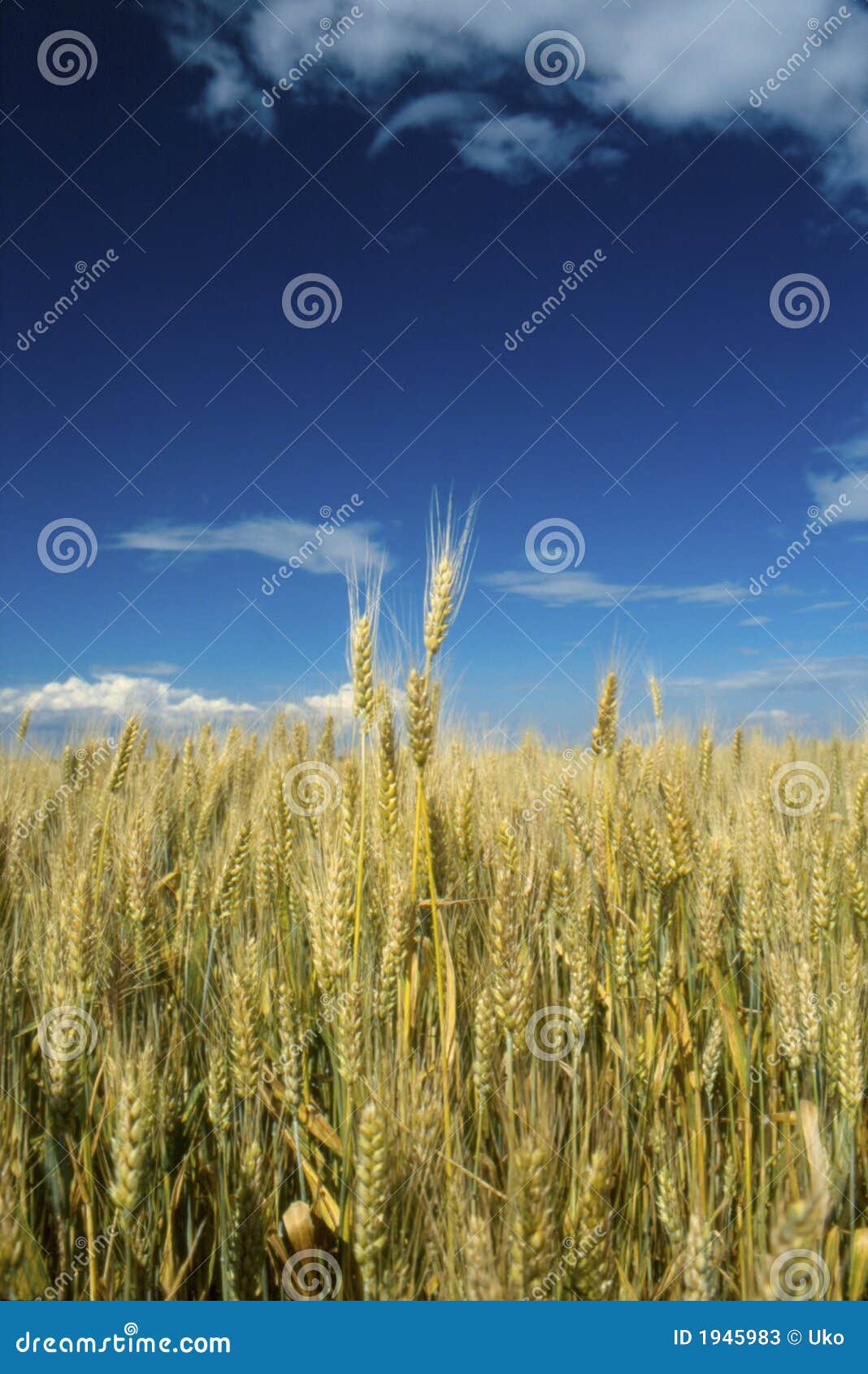 Wheat field stock image. Image of field, wheat, food, landscape - 1945983
