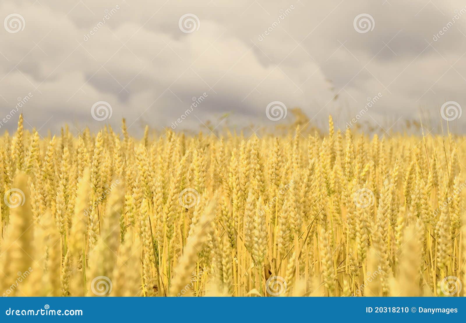 Wheat field stock photo. Image of cloud, agriculture - 20318210