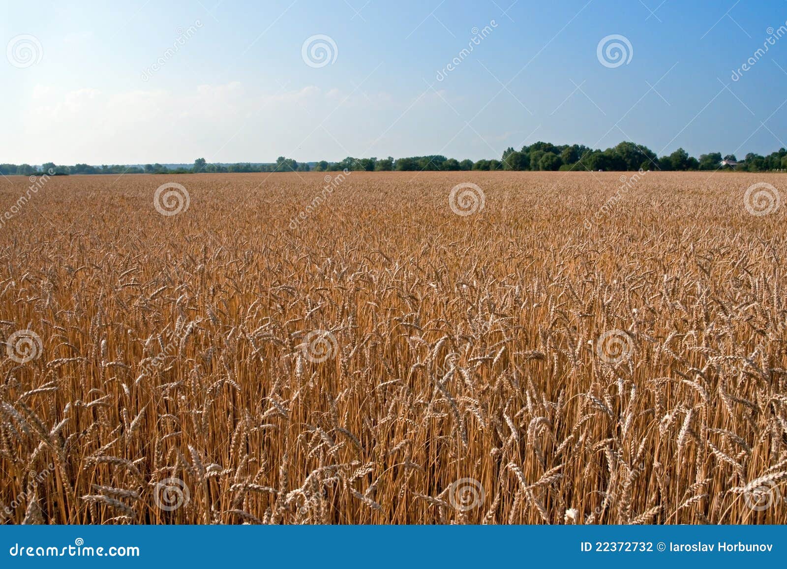 Wheat field stock photo. Image of natural, landscape - 22372732