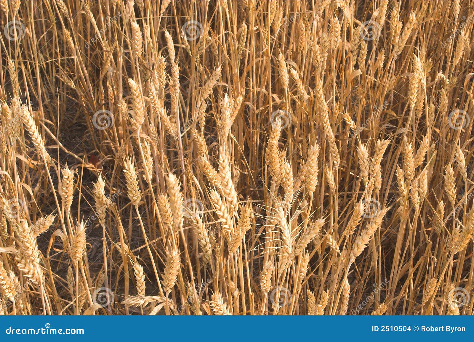 Wheat Field stock photo. Image of ingredient, malt, straw - 2510504