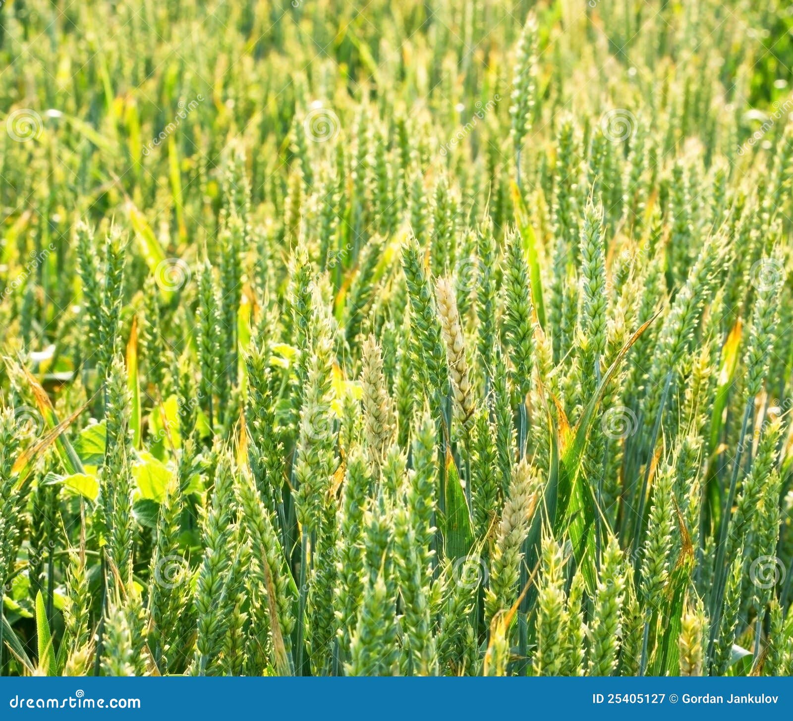 Wheat field stock image. Image of grain, landscape, grow - 25405127
