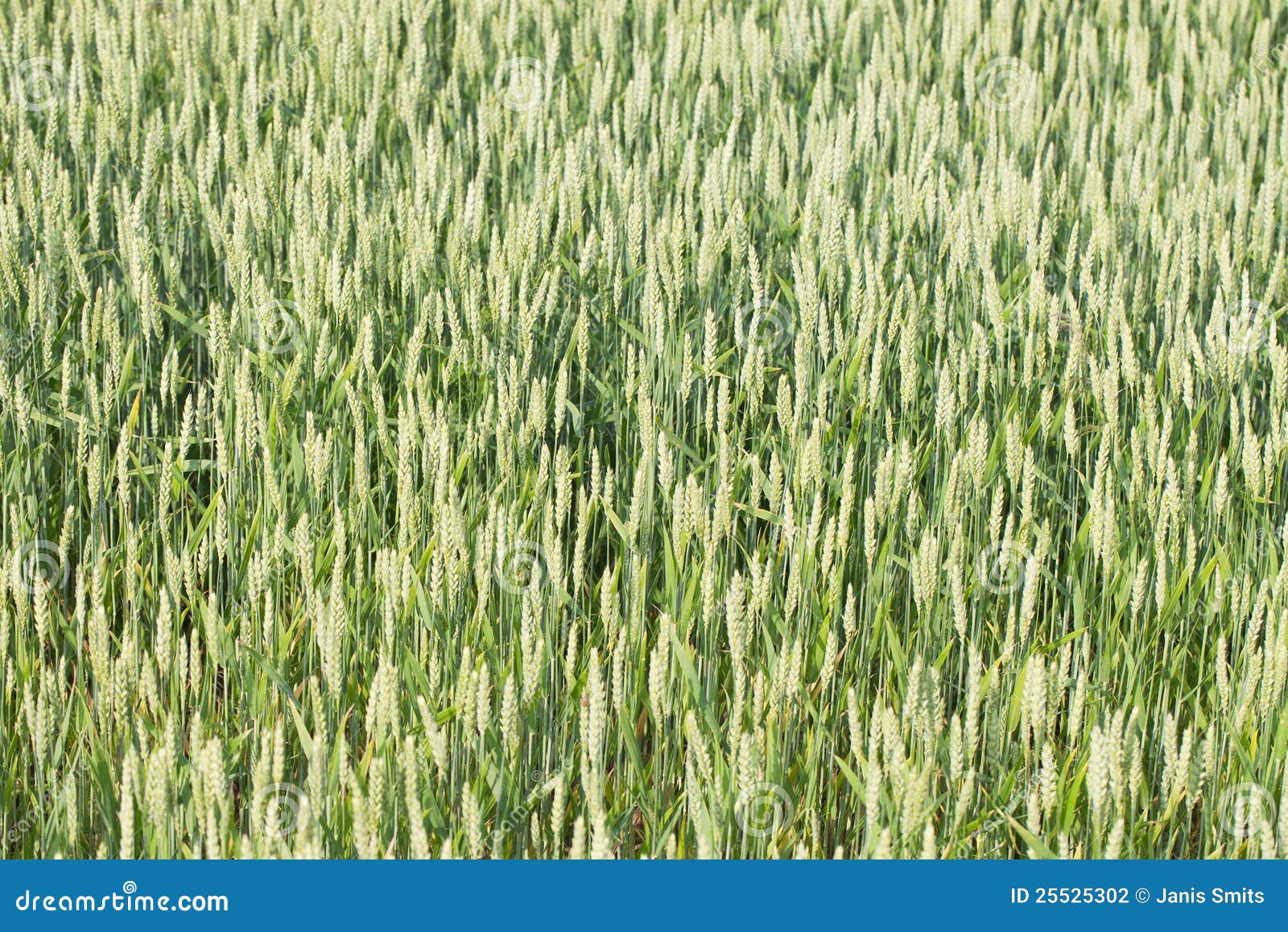 Wheat field. stock photo. Image of nature, crop, grain - 25525302