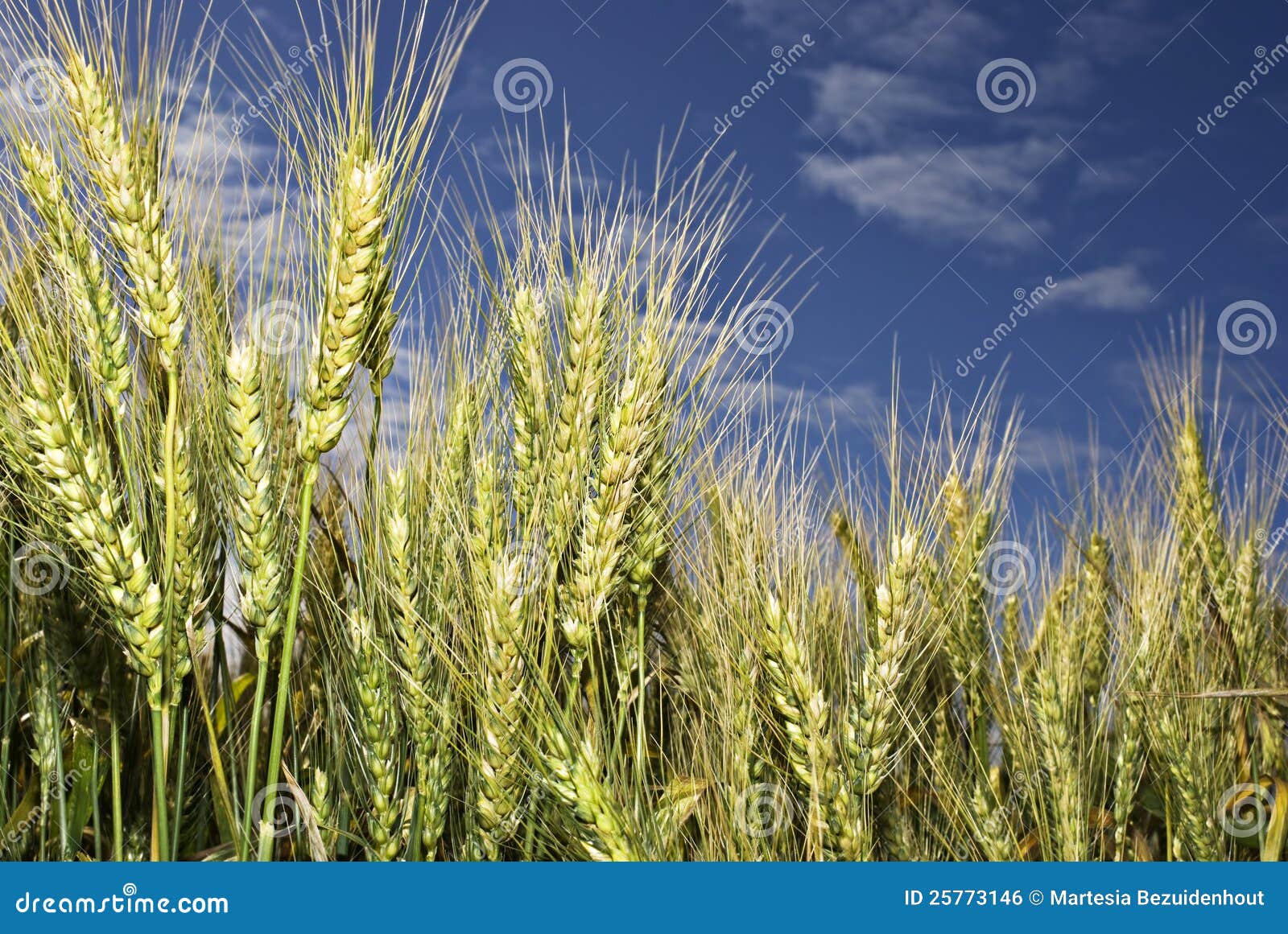 Wheat on the field stock photo. Image of crop, agricultural - 25773146