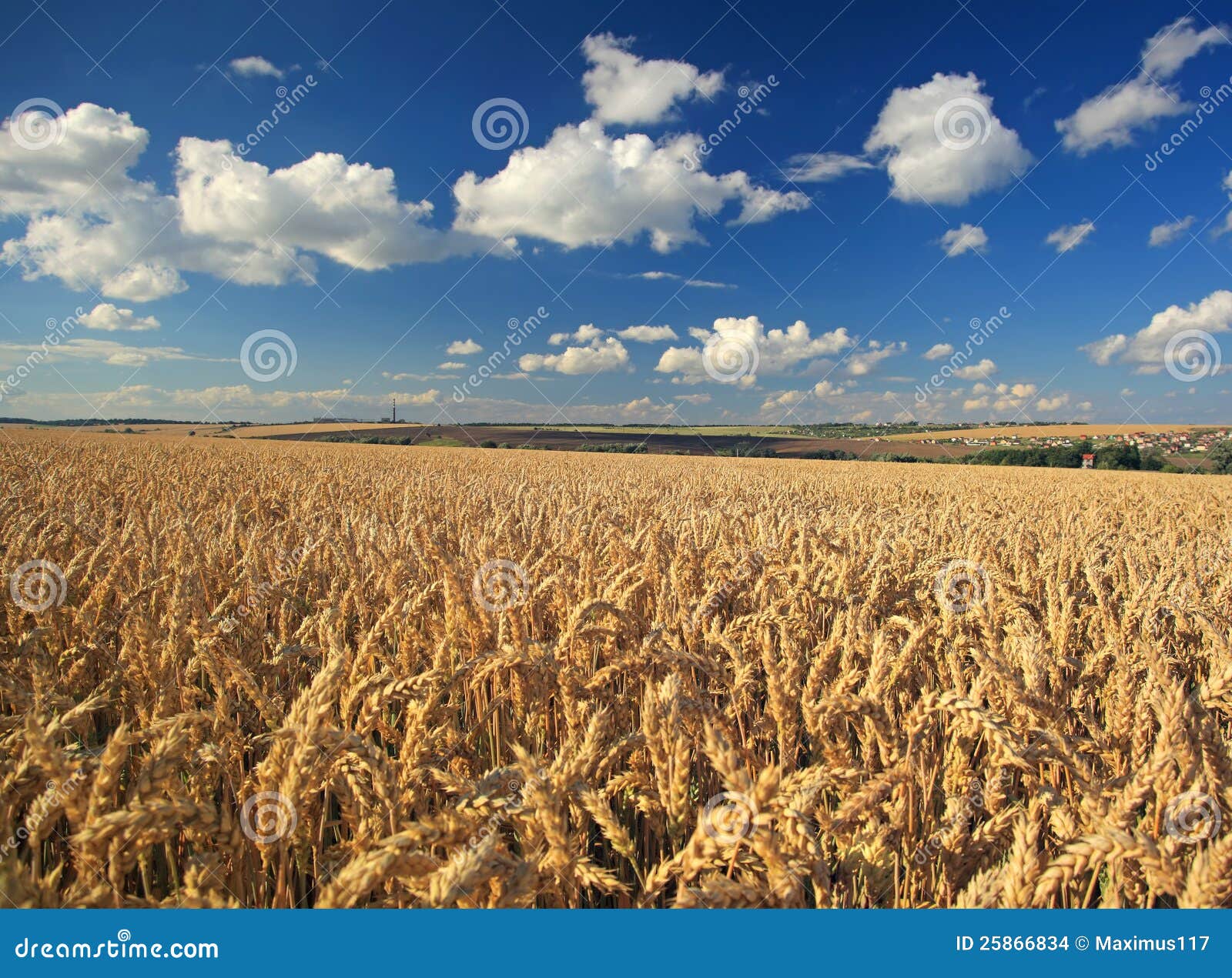 Wheat field stock photo. Image of countryside, gather - 25866834