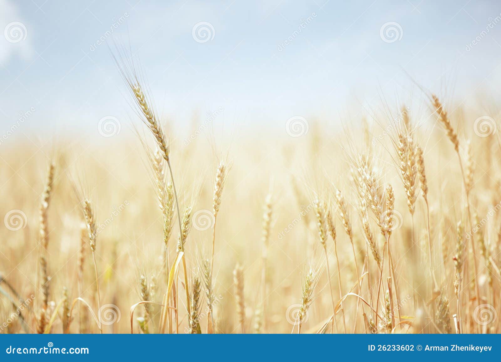 Wheat field stock photo. Image of daytime, fruitful, food - 26233602