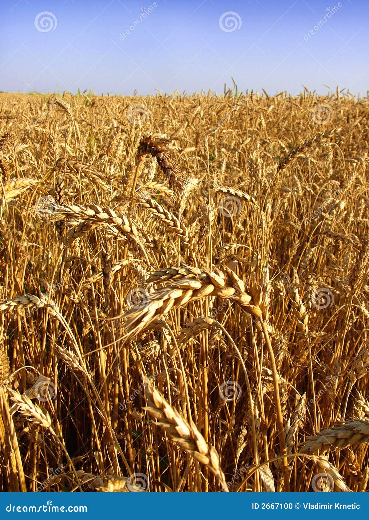 Wheat field stock photo. Image of field, food, seeds, countryside - 2667100